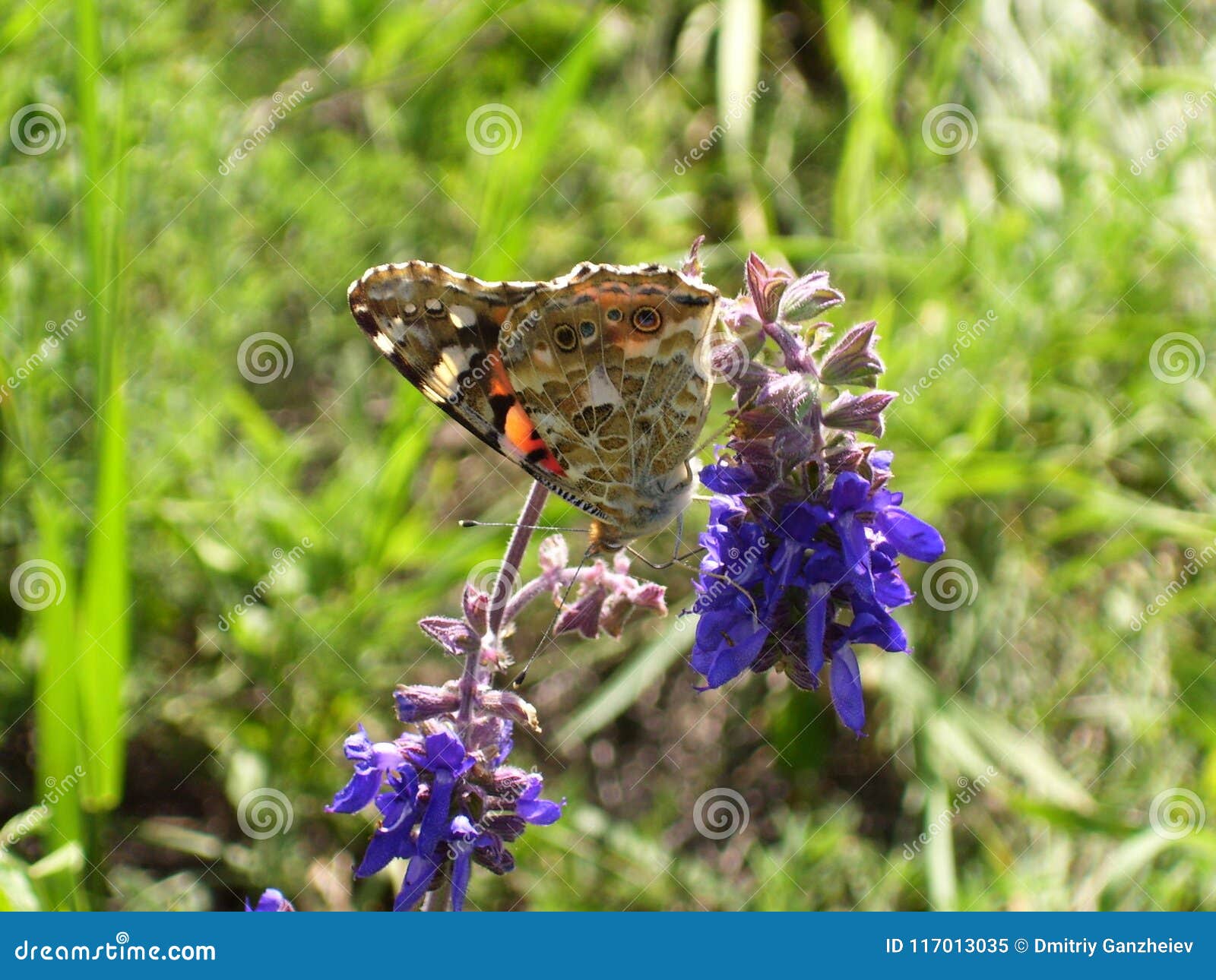 Butterfly movement stock image. Image of insect, nature - 117013035