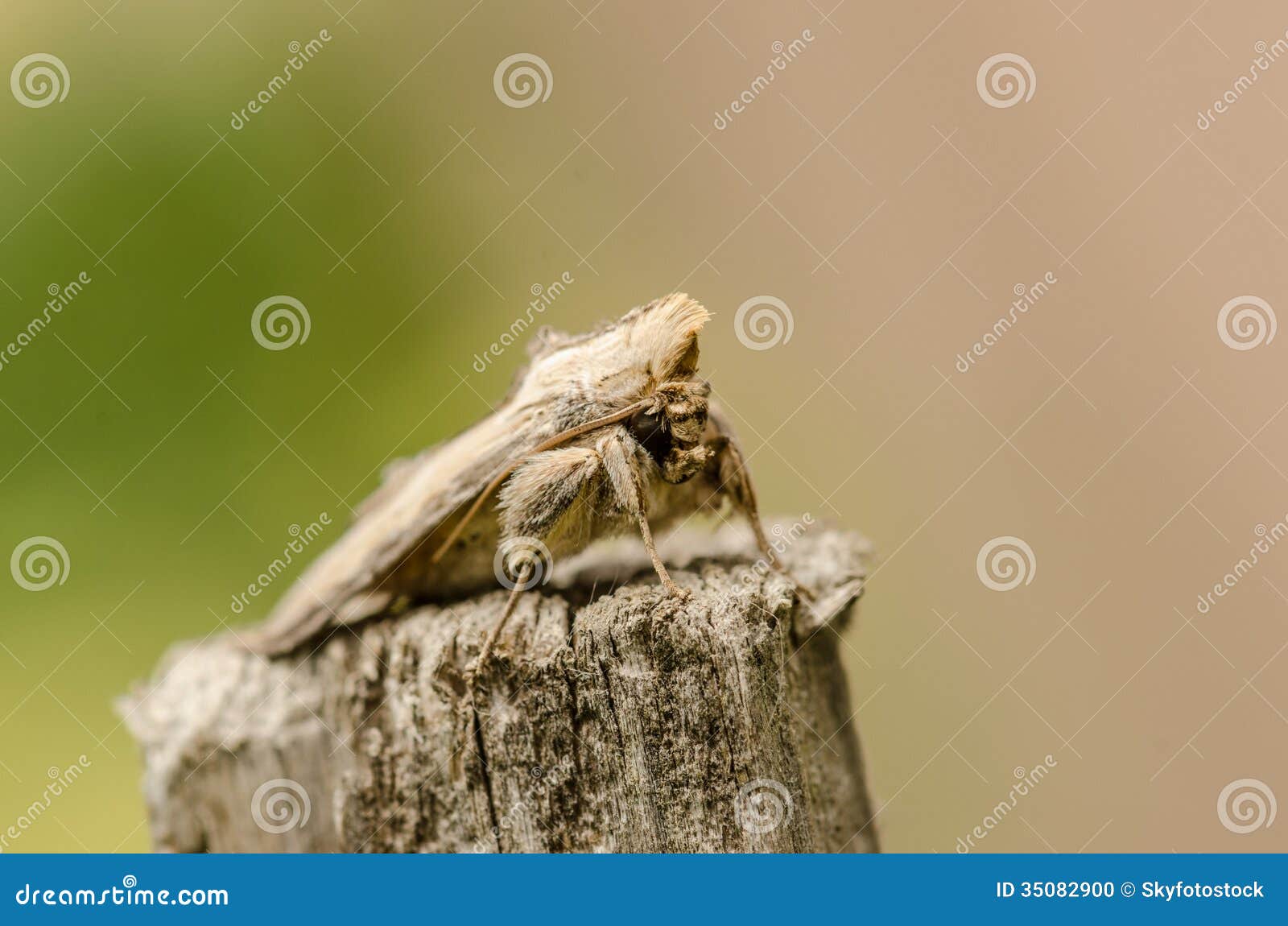 Butterfly crest stock photo. Image of nature, environment - 35082900