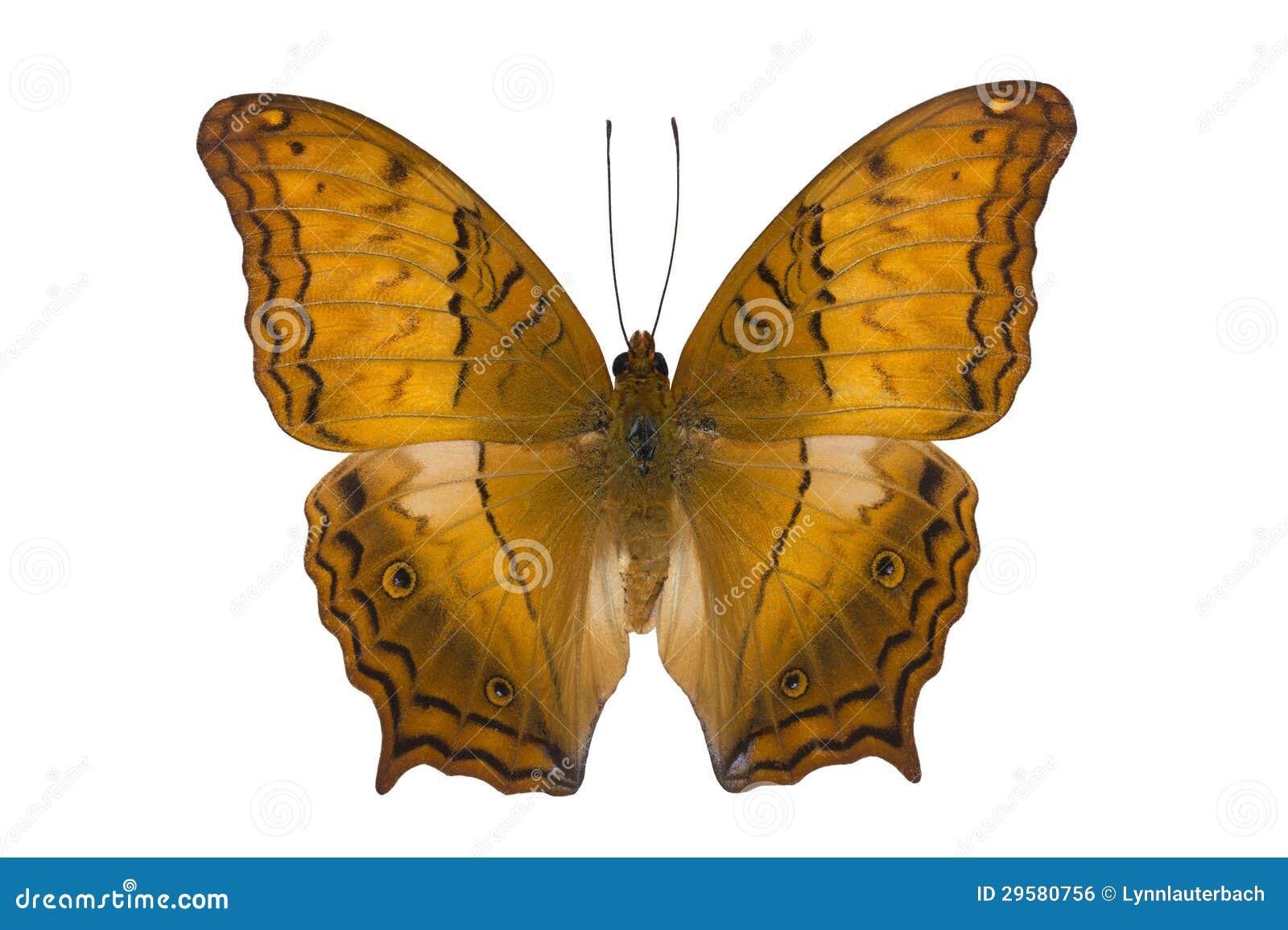 Butterfly the Cruiser Macro Isolated on White Stock Photo - Image of ...