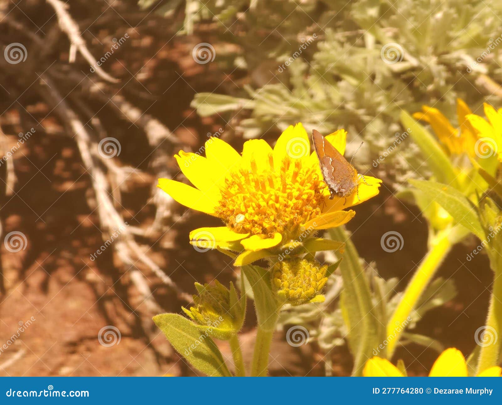 Butterfly on a daisy stock photo. Image of daisy, outdoors - 277764280
