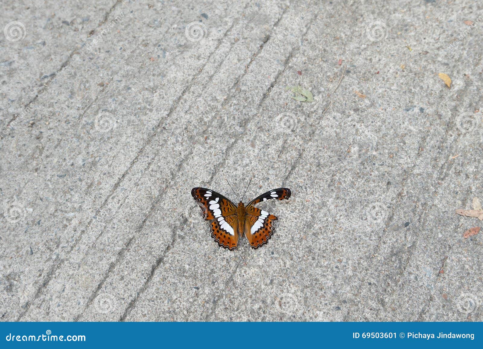 Butterfly With Damaged Wing Royalty-Free Stock Photography ...