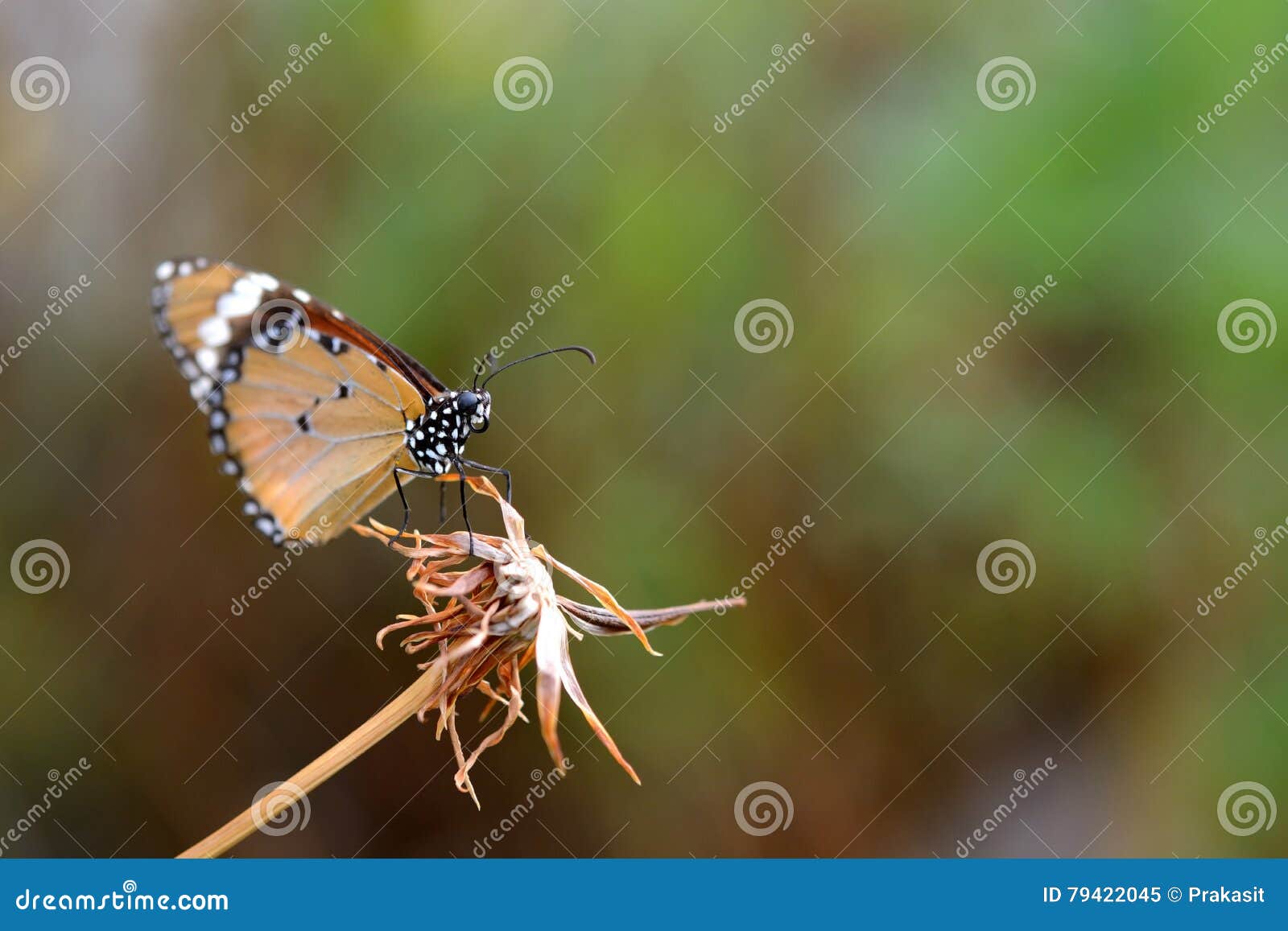 Butterfly on dead flower stock image. Image of colorful - 79422045