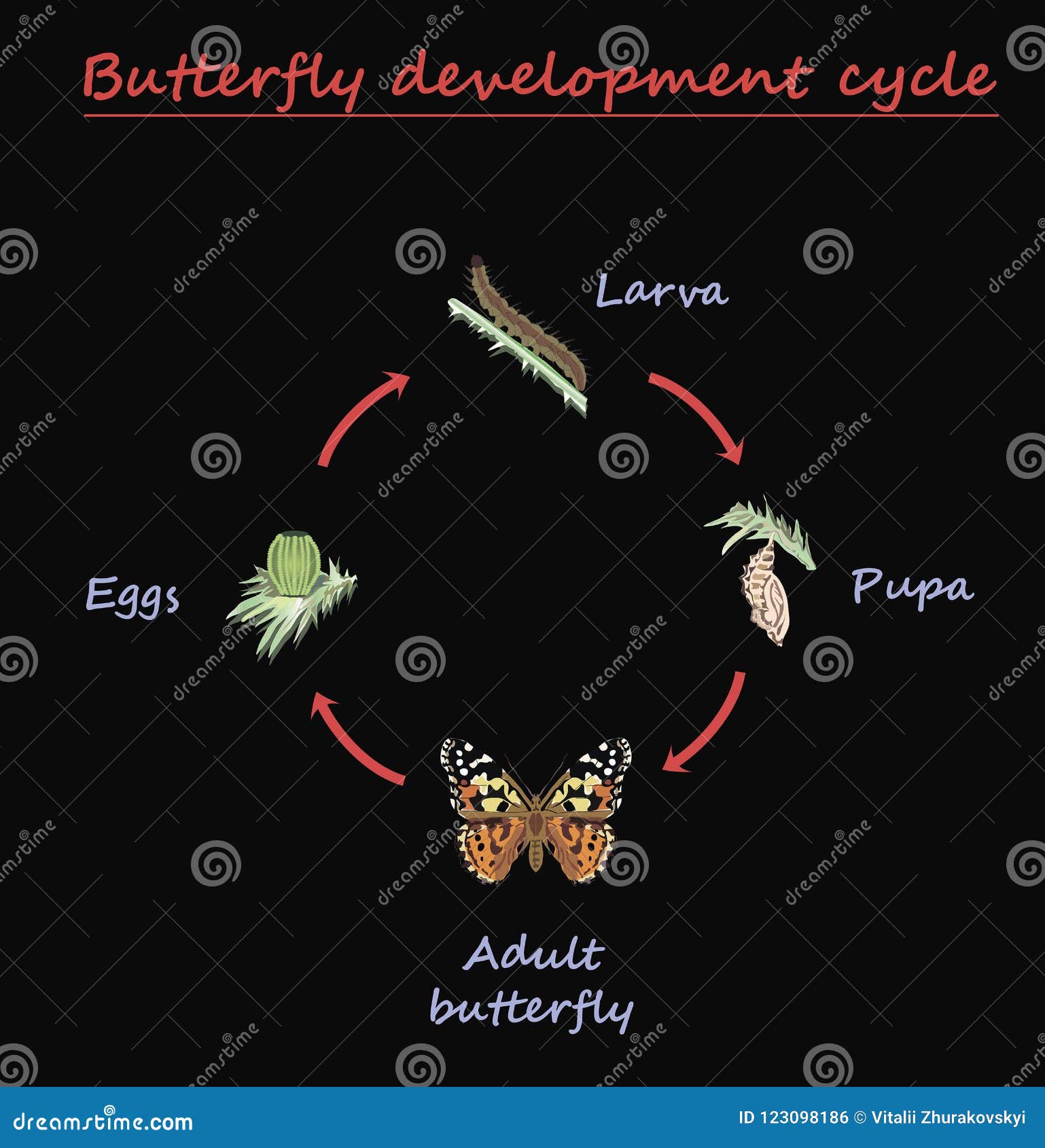 Butterfly Development Round Cycle Isolated on Black Background. Eggs ... Butterfly Development Round Cycle Isolated on Black Background. Eggs ...