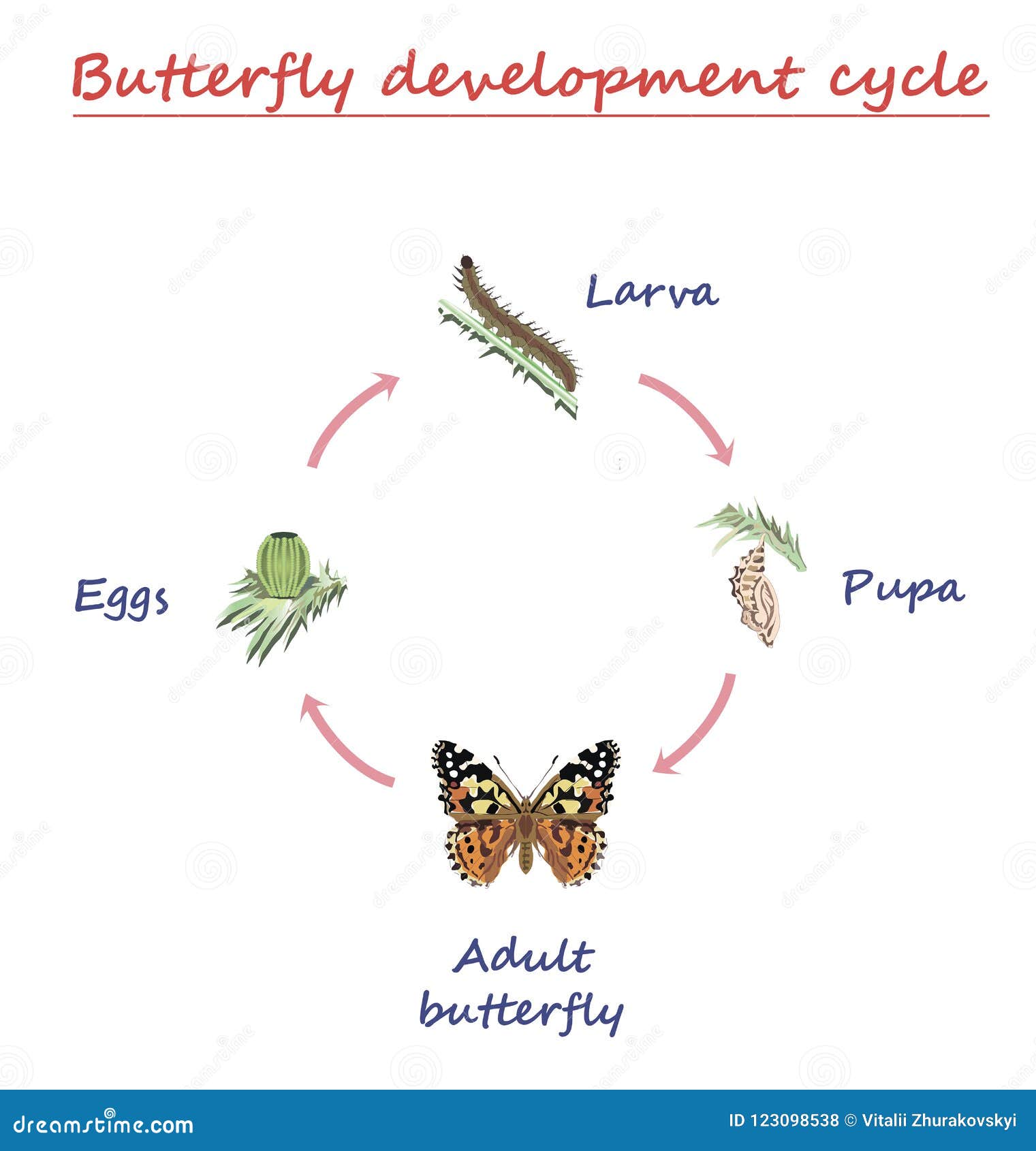 Butterfly Development Round Cycle Isolated on White Background. Eggs ... Butterfly Development Round Cycle Isolated on White Background. Eggs ...