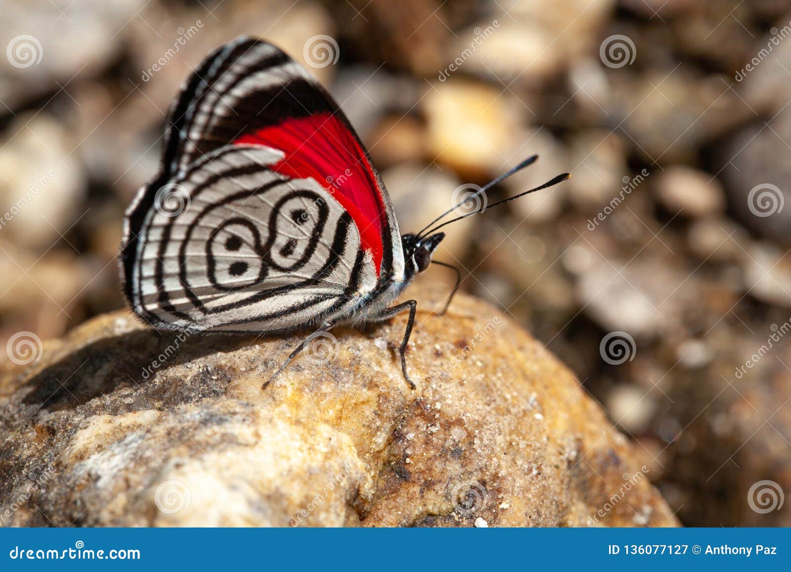 Butterfly Diaethria Also Called 88 Stock Image - Image of green, brazil ...