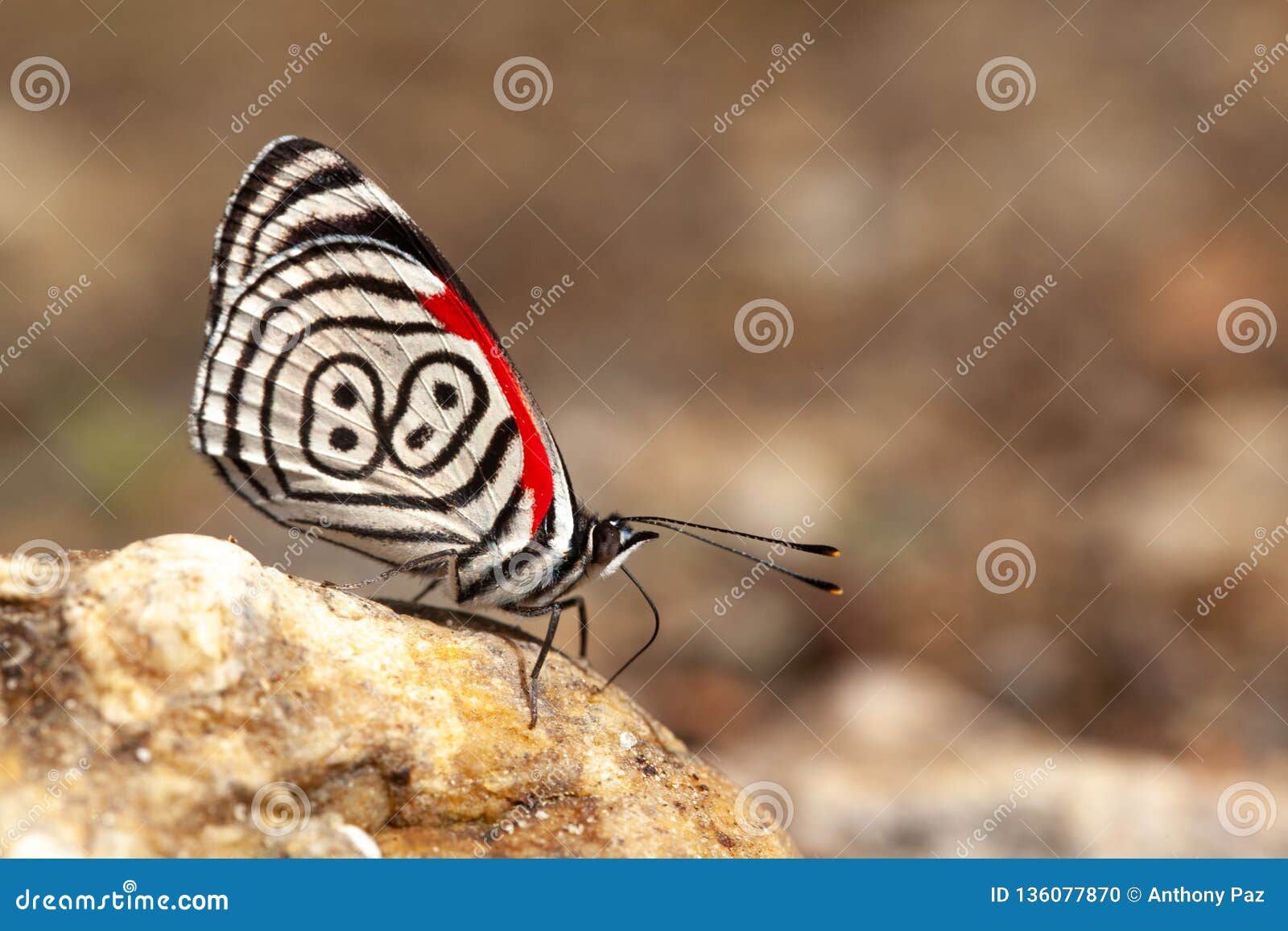 Butterfly Diaethria Also Called 88 Stock Photo - Image of misiones ...