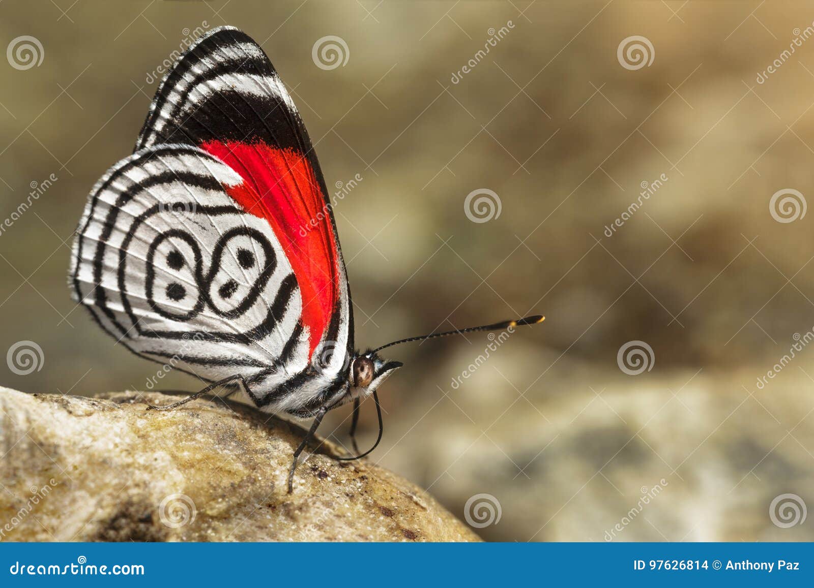 Butterfly Diaethria Also Called 88 Stock Photo - Image of diaethria ...