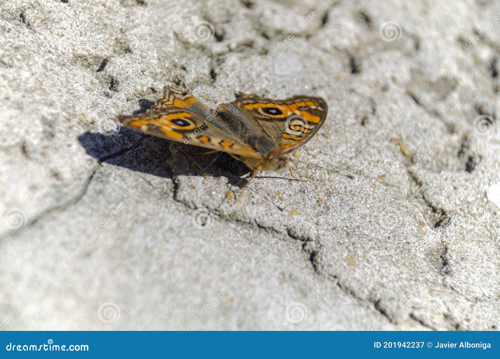 Butterfly seen from above stock image. Image of detail - 201942237
