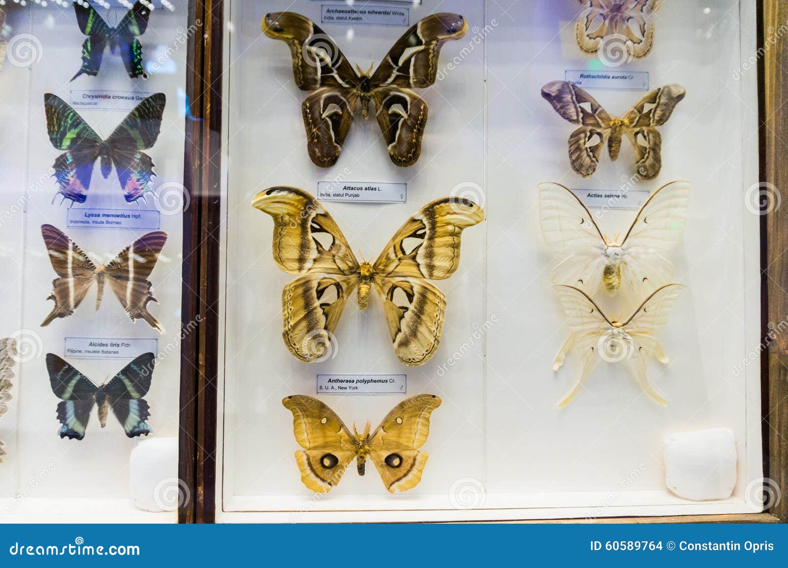 Butterfly display stock photo. Image of butterfly, green - 60589764