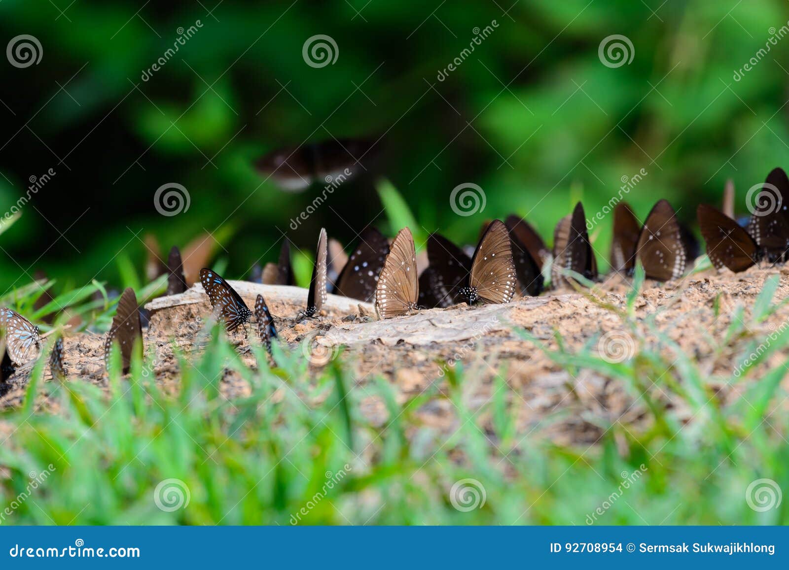 Butterfly Diversity Many Butterfly Species Gathered. Stock Photo ...