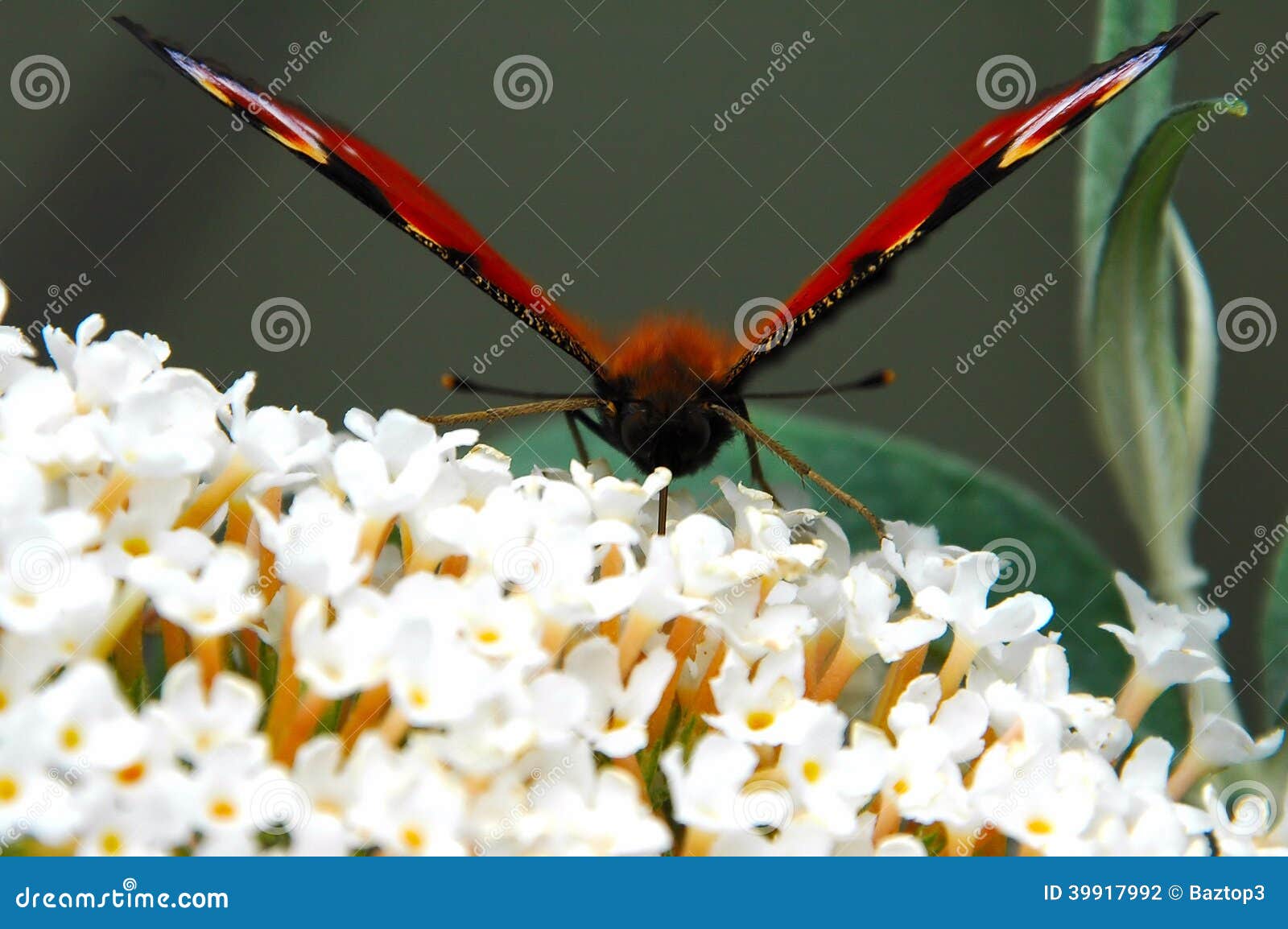 Butterfly Doing Puddling In Cow Dung Royalty-Free Stock Photo ...