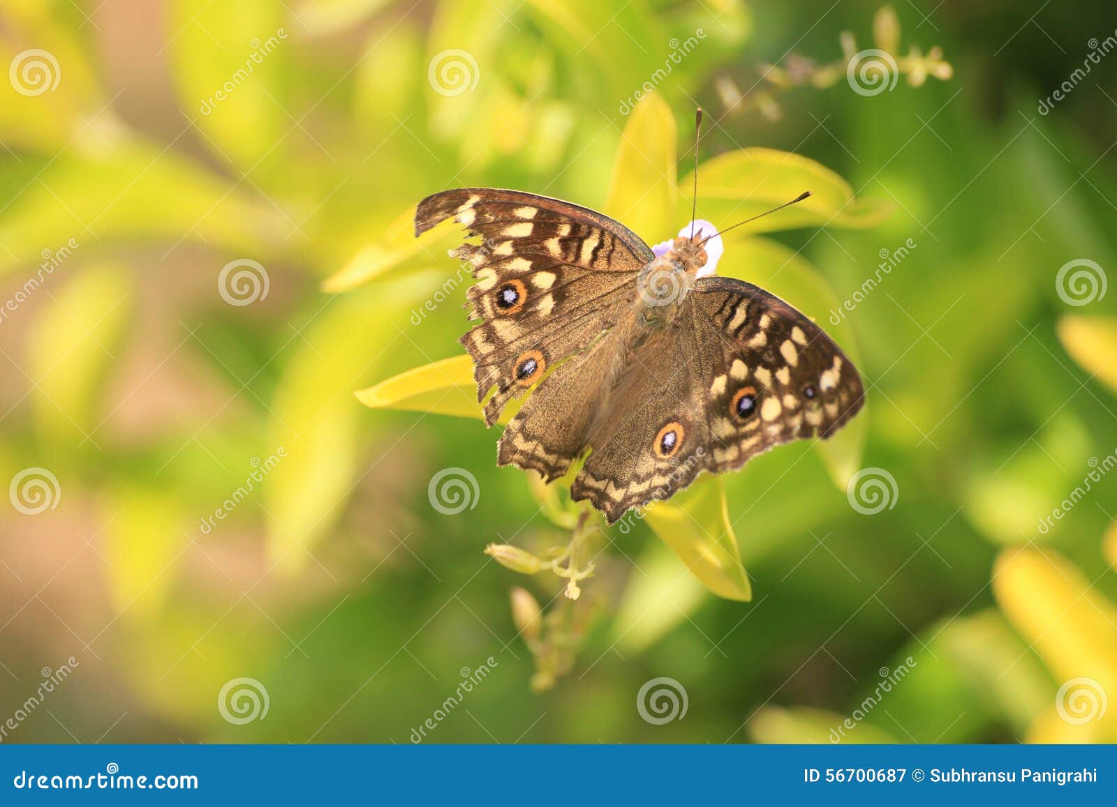 Rarefly Stock Photos - Free & Royalty-Free Stock Photos from Dreamstime