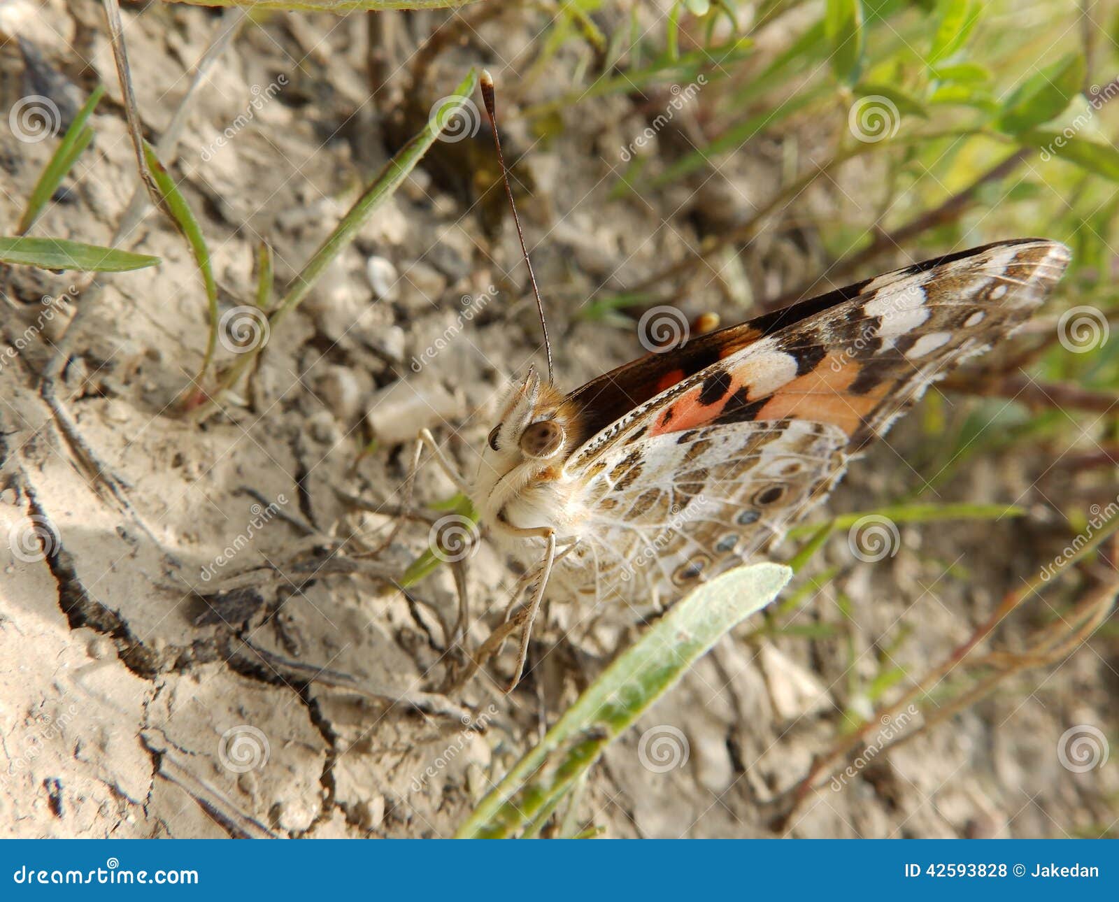 Butterfly and dry land stock photo. Image of wild, colored - 42593828