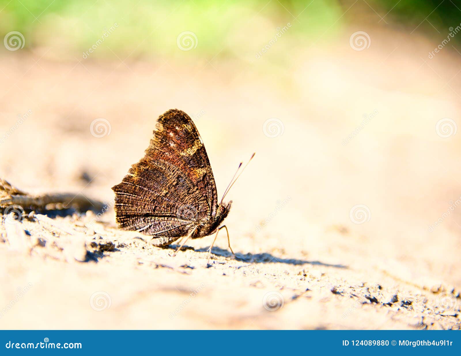 Butterfly in the dust stock photo. Image of animal, insect - 124089880