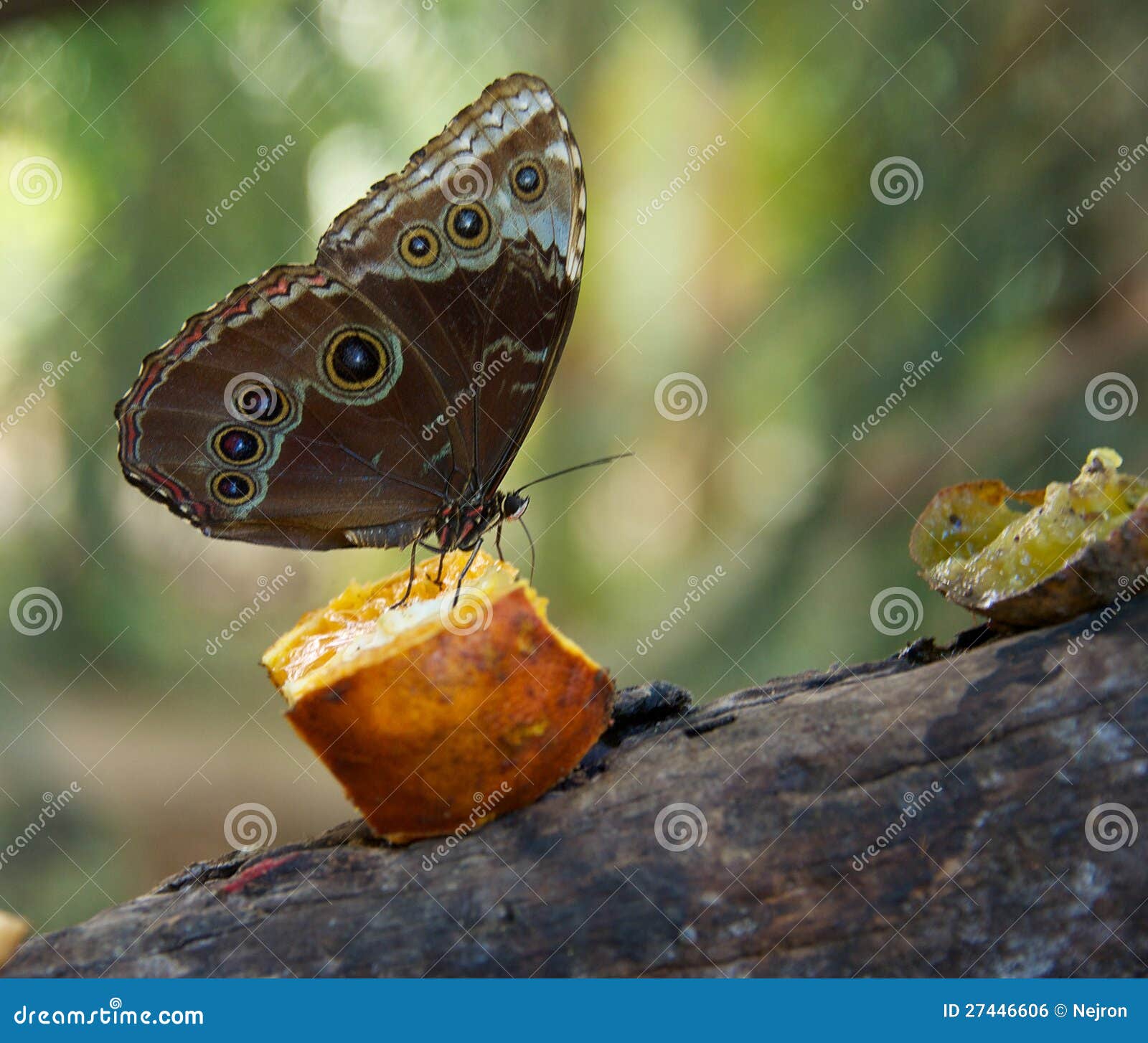 Butterfly eating fruit stock photo. Image of meadow, background - 27446606