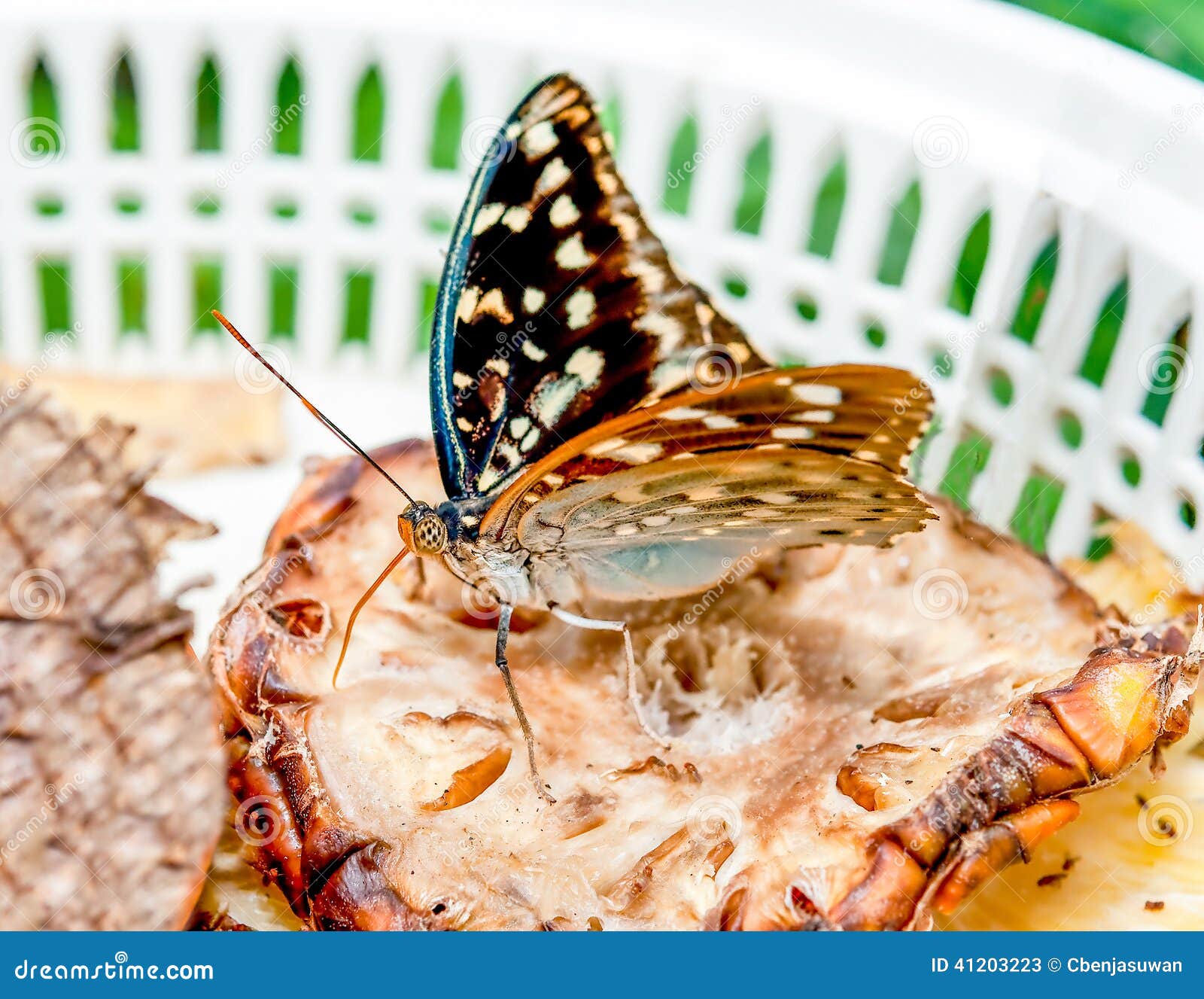 Butterfly stock image. Image of natural, feeler, animal - 41203223