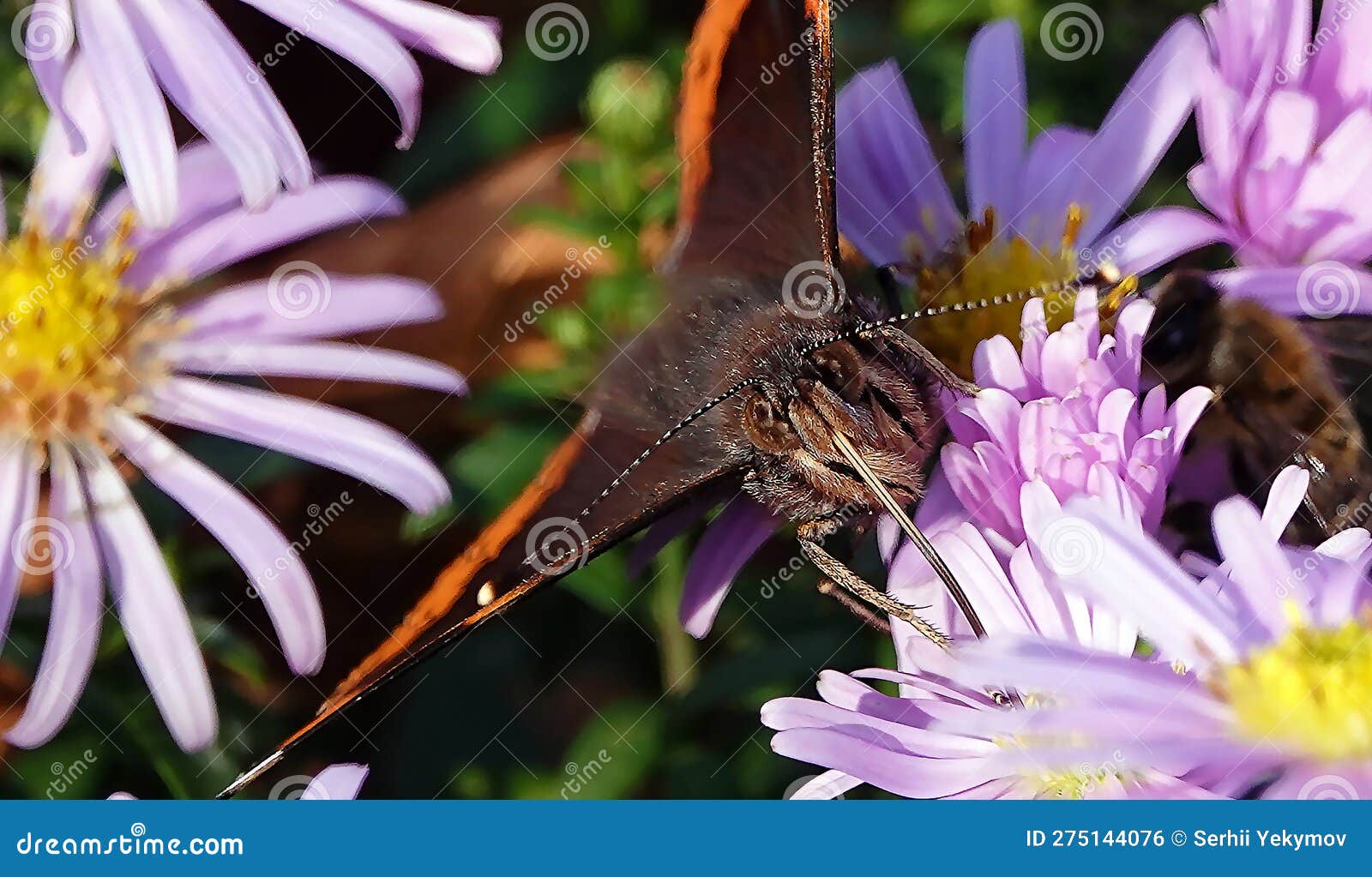 Butterfly eats nectar stock photo. Image of sweet, field - 275144076