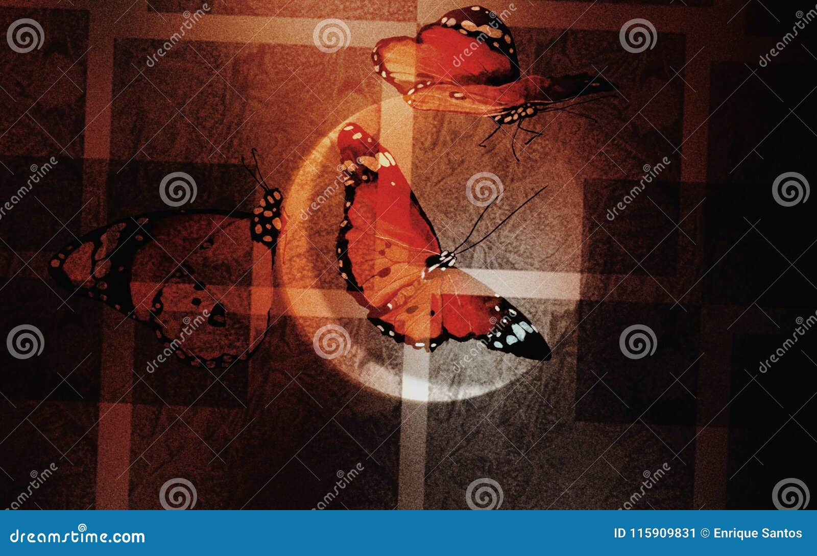 Butterfly Eclipse stock image. Image of butterflies - 115909831