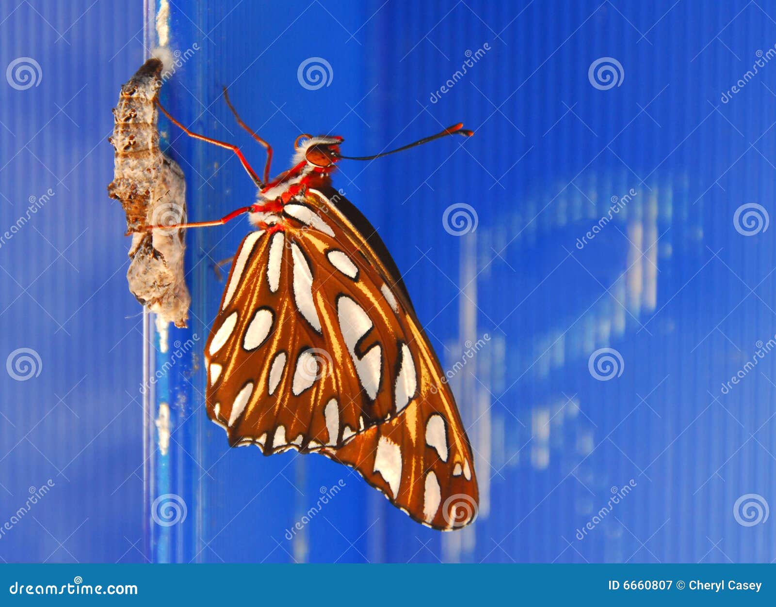 Butterfly emerging stock image. Image of beautiful, emerge - 6660807