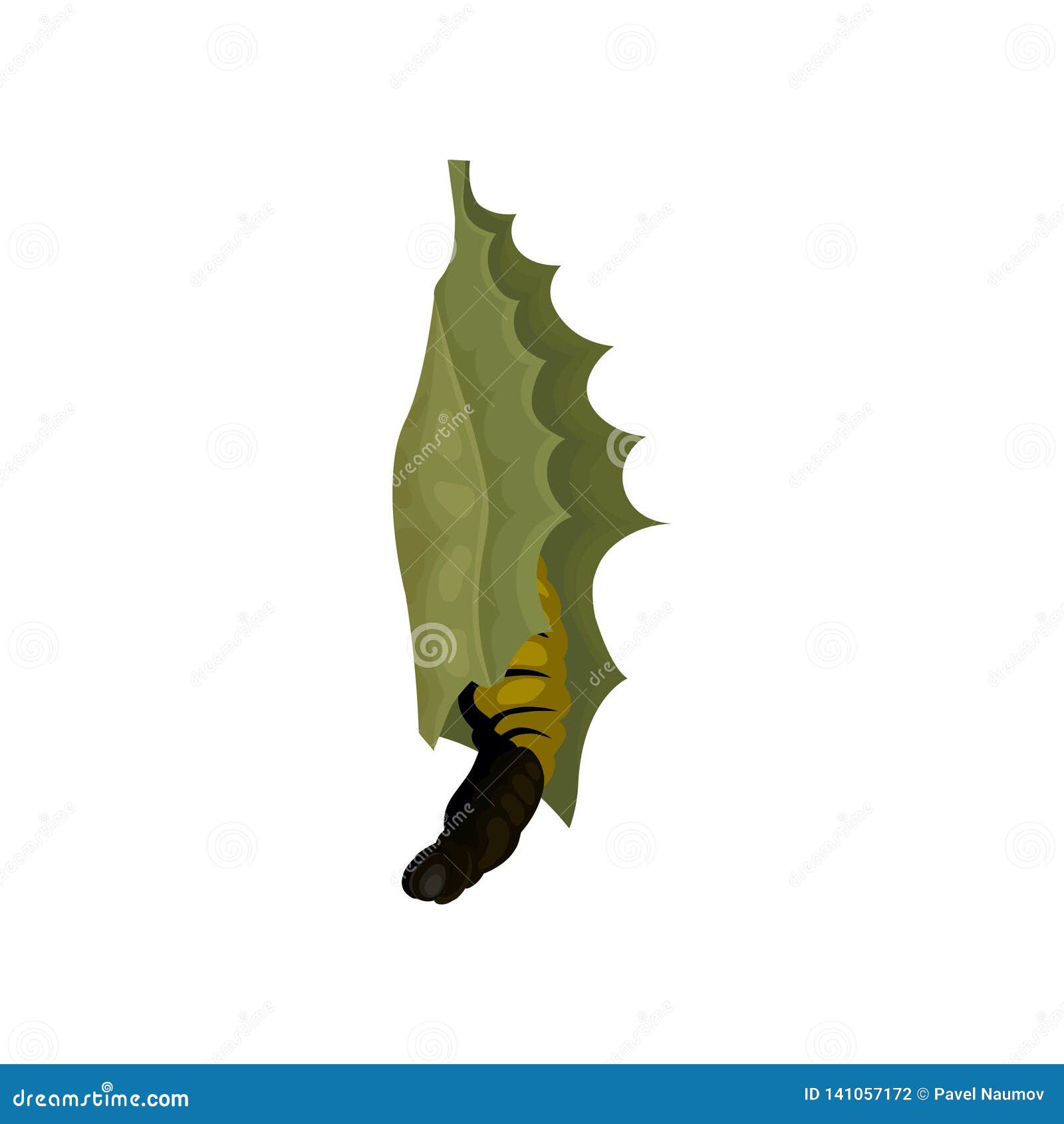 Butterfly Emerging from Chrysalis. Flying Insect. Nature and Entomology ...