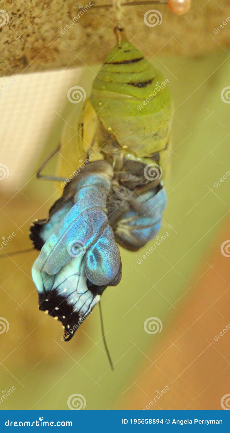 Butterfly Emerging from a Chrysalis Stock Photo - Image of south ...