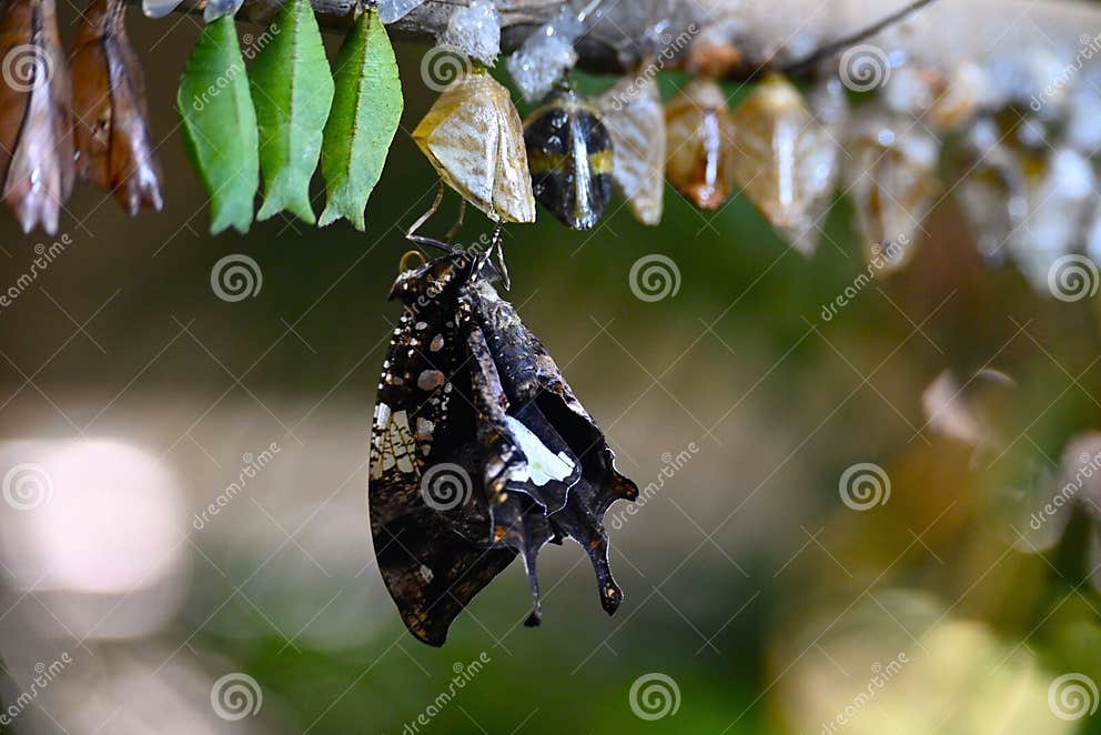 Butterfly Emerging from Cocoon Stock Image - Image of newborn, insect ...
