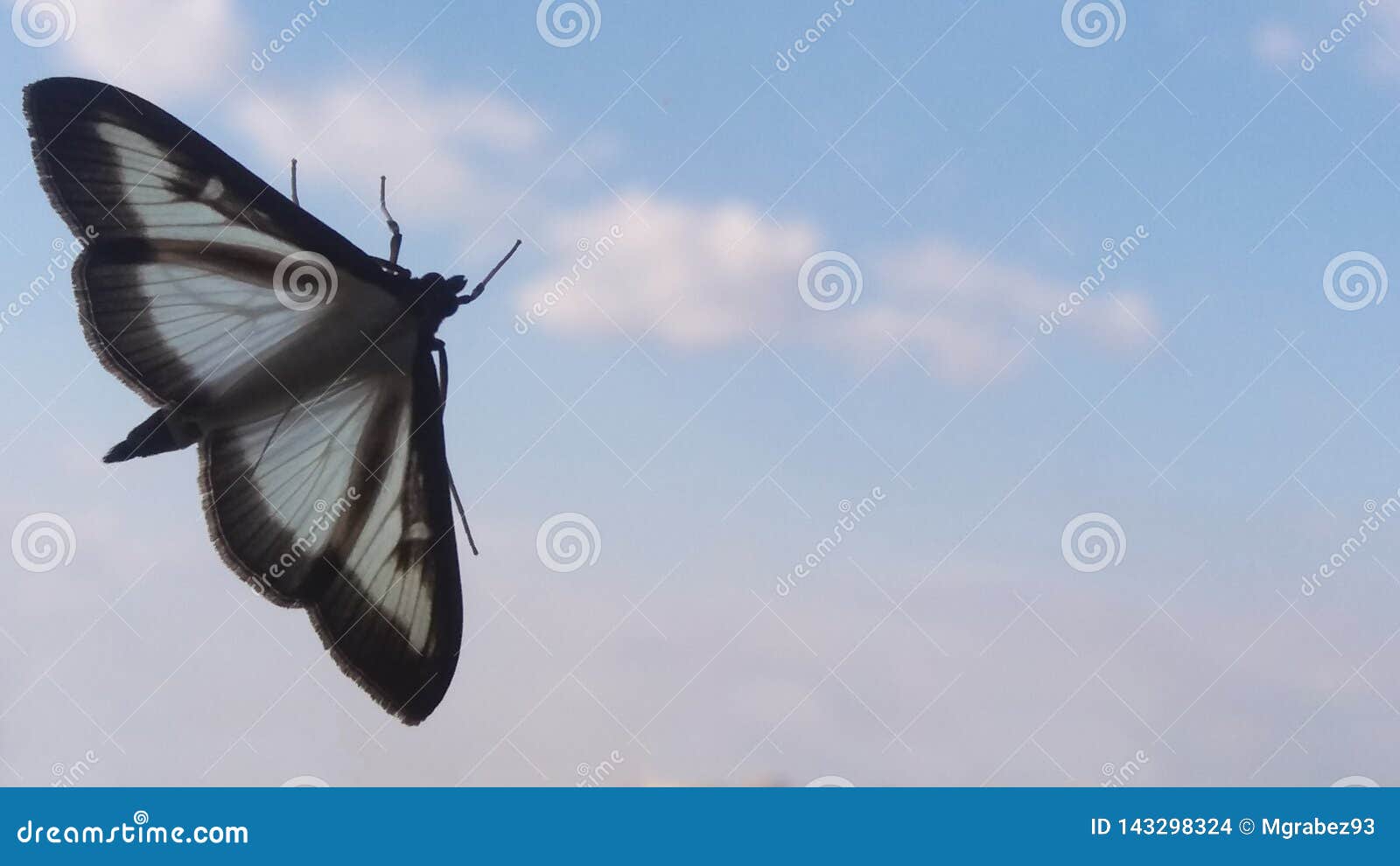 Butterfly with empty wings stock photo. Image of jasmine - 143298324