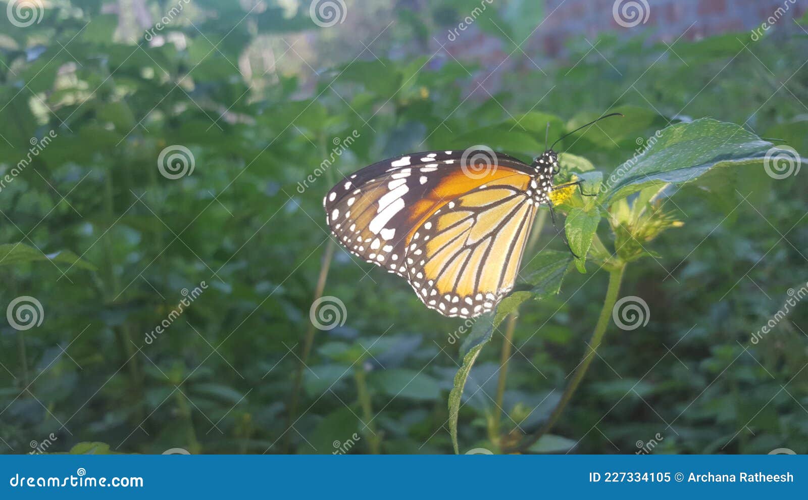 The shining butterfly stock image. Image of wing, yellow - 227334105