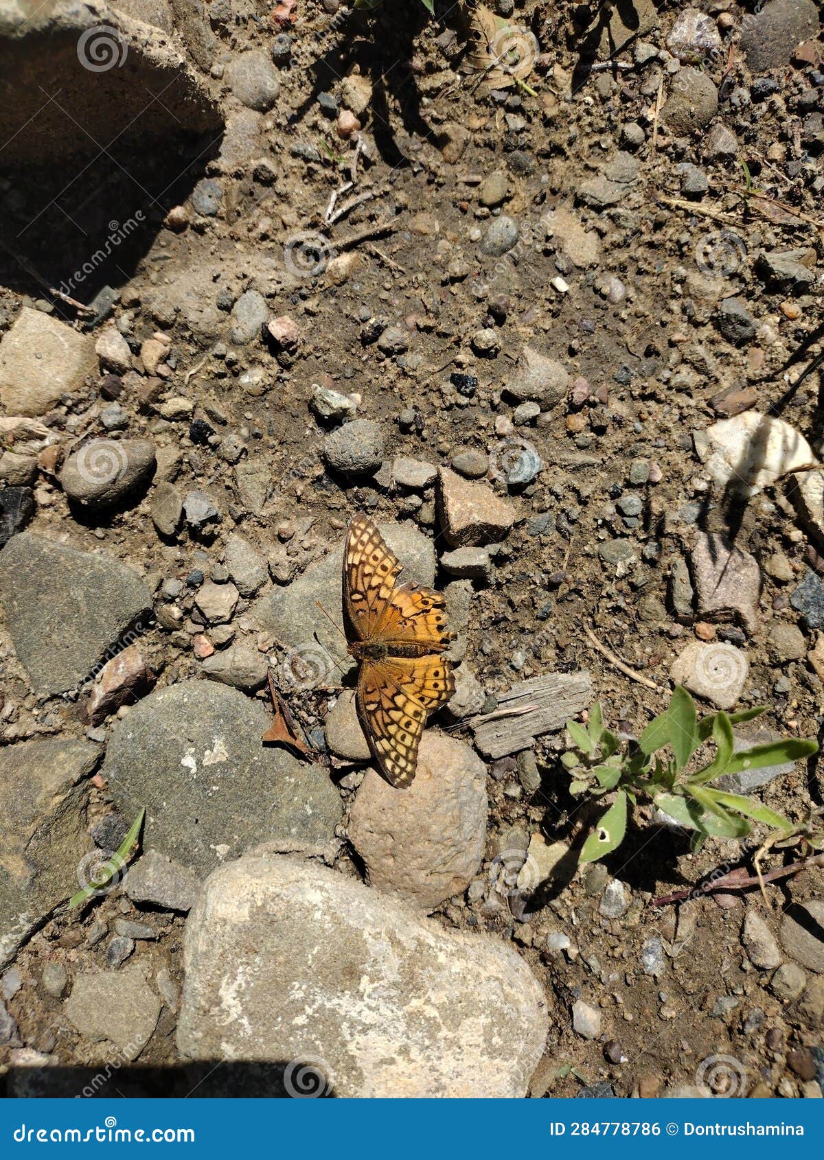 Butterfly Enjoying Spring Day on Rocks Stock Photo - Image of rocks ...