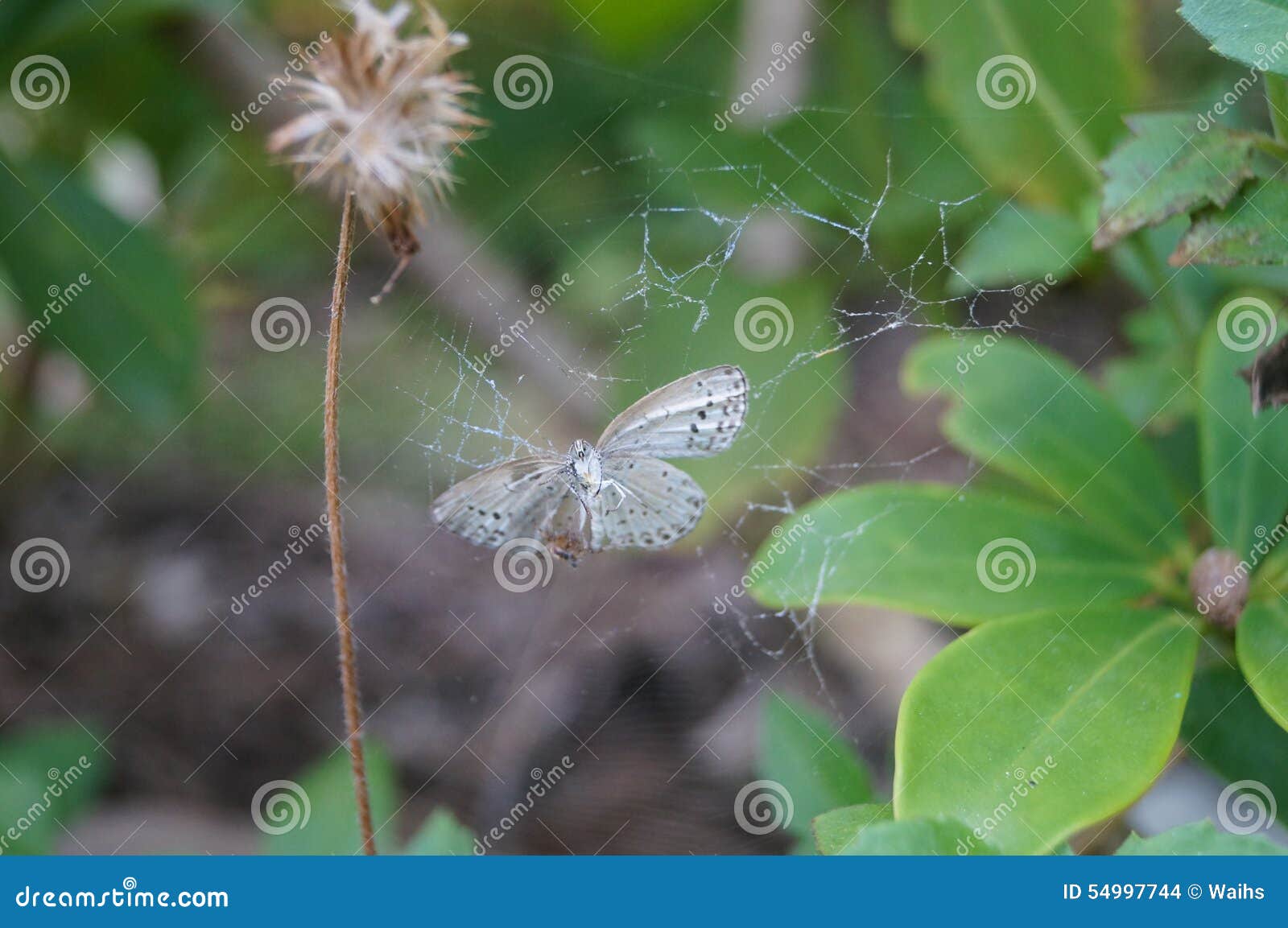 Butterfly Entangled Spider Webs Stock Photos - Free & Royalty-Free ...