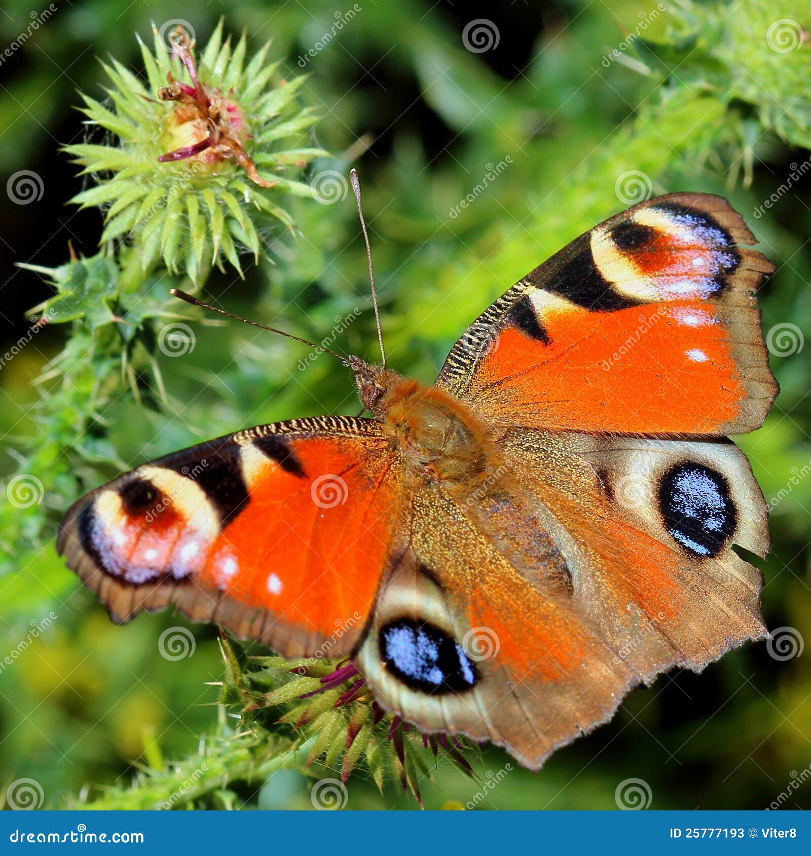 Butterfly - European Peacock (Inachis Io) Stock Image - Image of ...