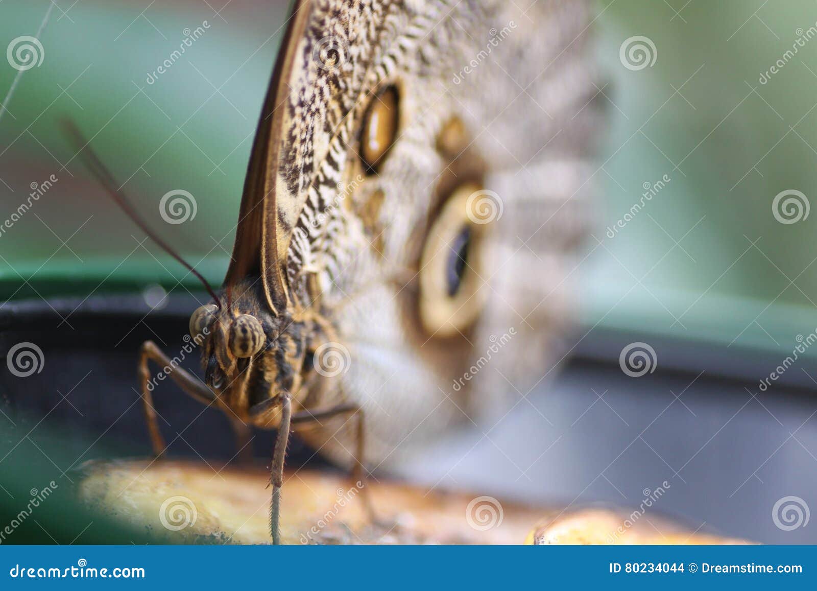 Butterfly eye stock photo. Image of antenna, butterfly - 80234044