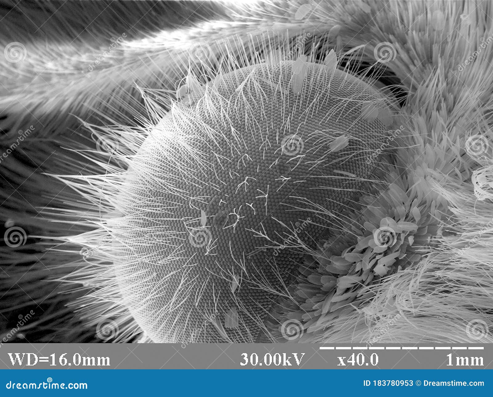 Butterfly Under Electron Microscope