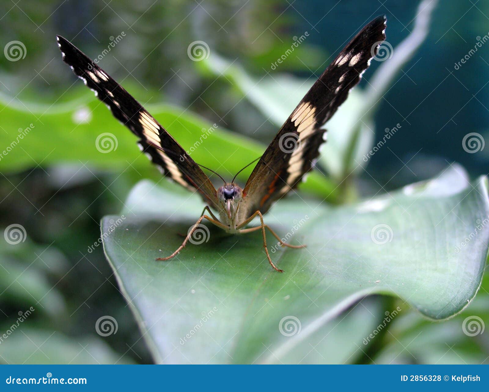 Butterfly face stock photo. Image of plant, garden, insect - 2856328