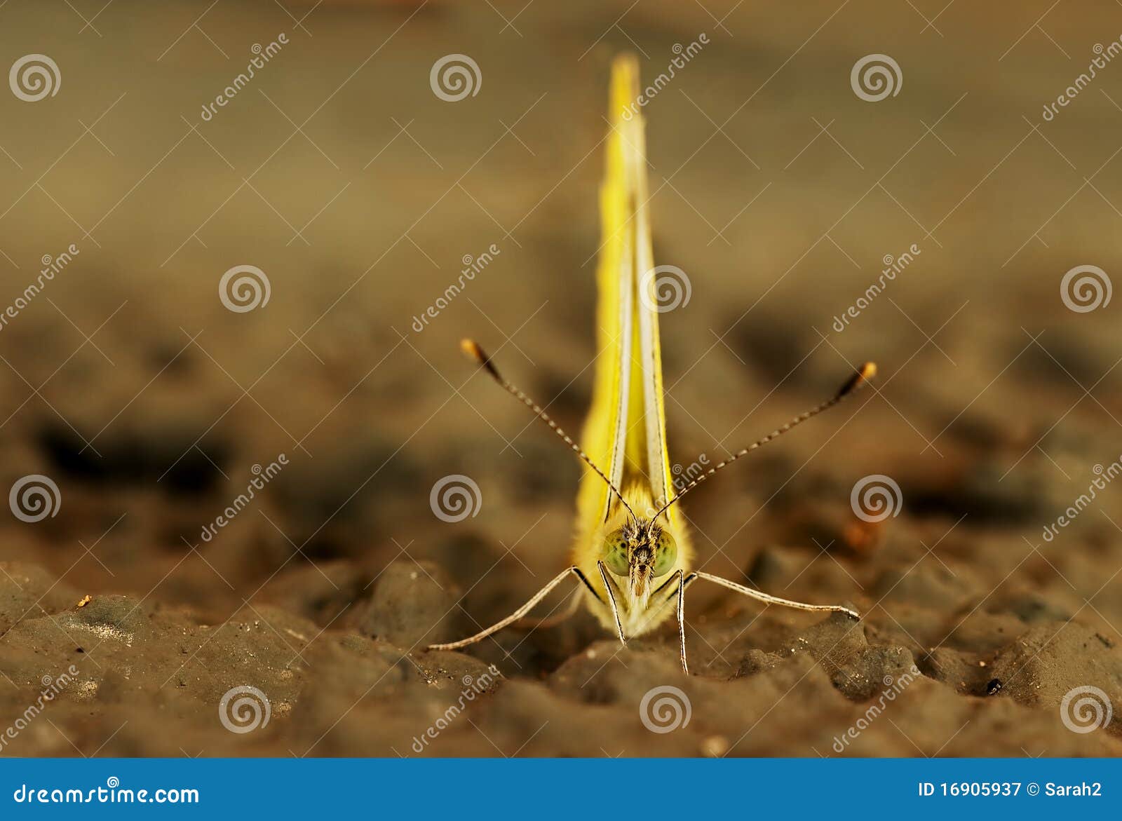 Butterfly Facing the Camera Stock Image - Image of antennae, sulphur ...