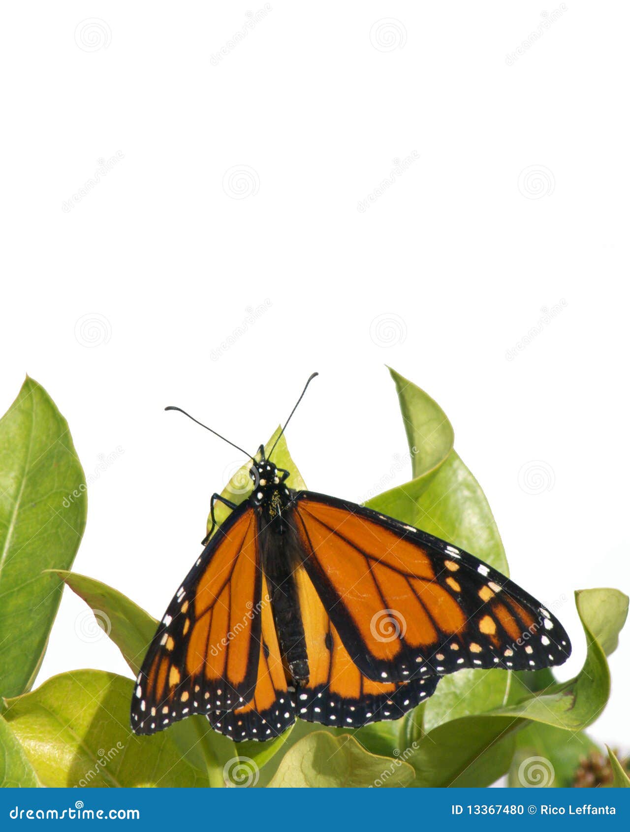 Butterfly facing up stock photo. Image of danaus, white - 13367480