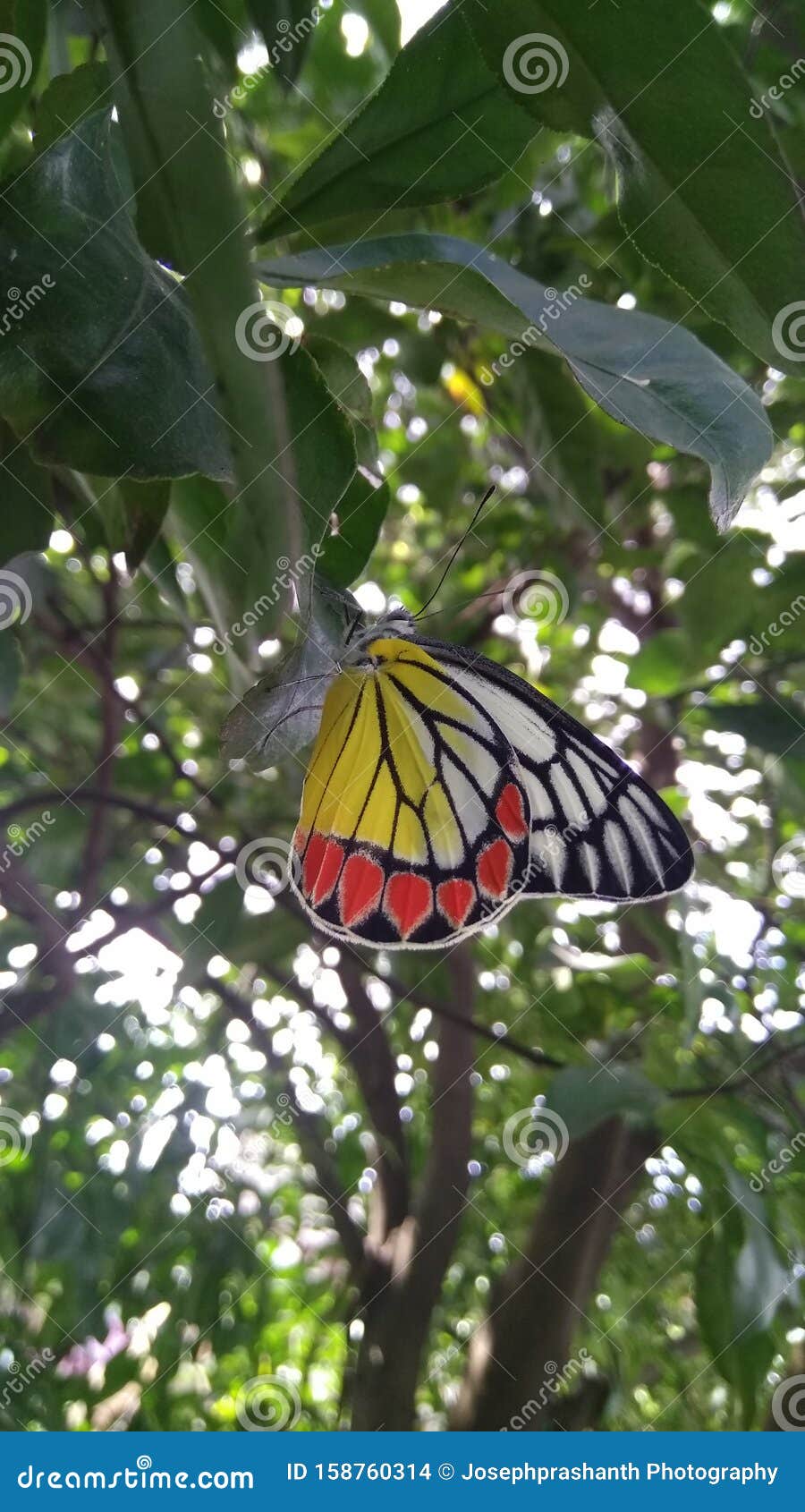 Butterfly Fall on Green Tree Stock Photo - Image of birds, micro: 158760314