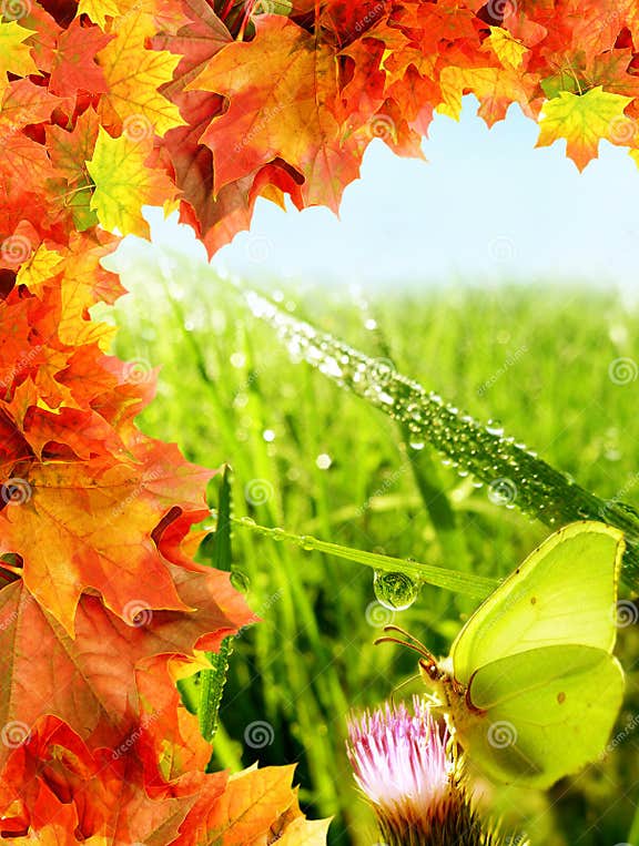 Butterfly - fall in nature stock image. Image of grassland - 16177473