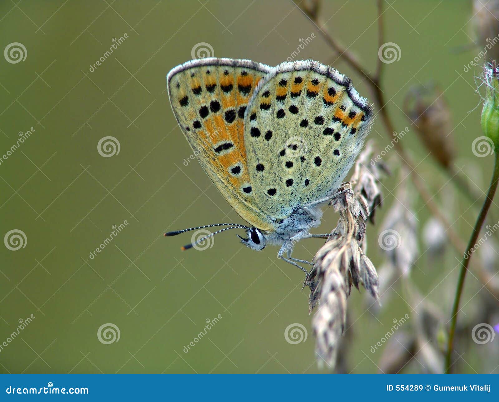 The Butterfly of Family Lycaenidae. Stock Image - Image of grass ...
