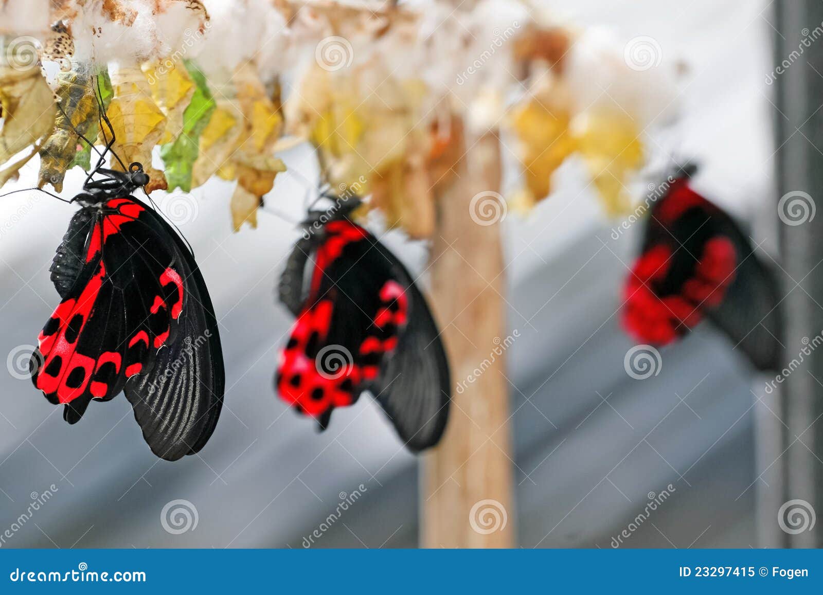 Butterfly Farm stock image. Image of lime, insect, nature - 23297415