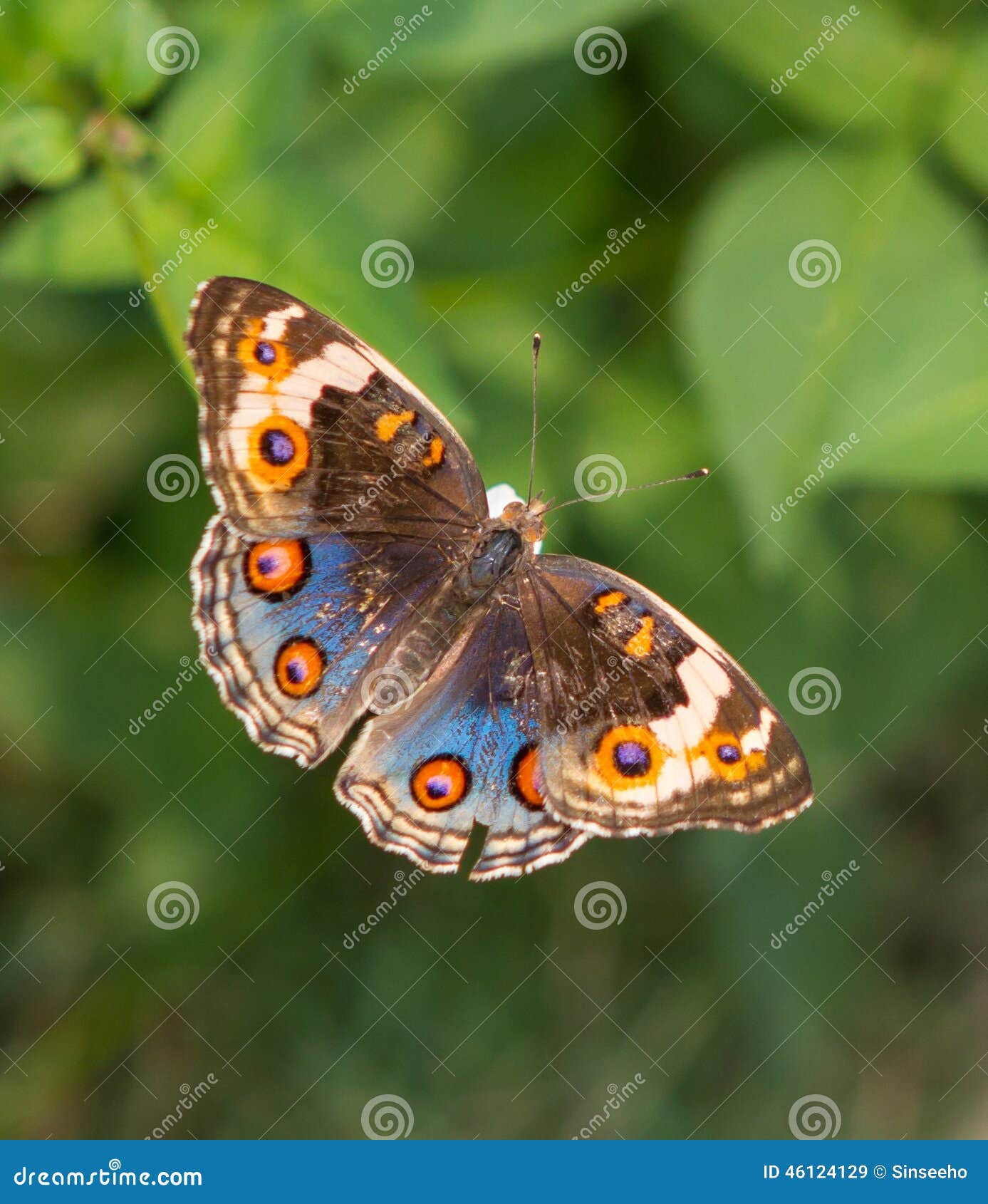Butterfly farm stock image. Image of closeup, butterfly - 46124129