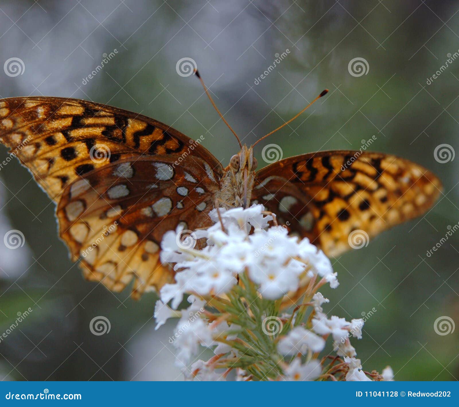 Butterfly Feeding stock photo. Image of summer, nature - 11041128