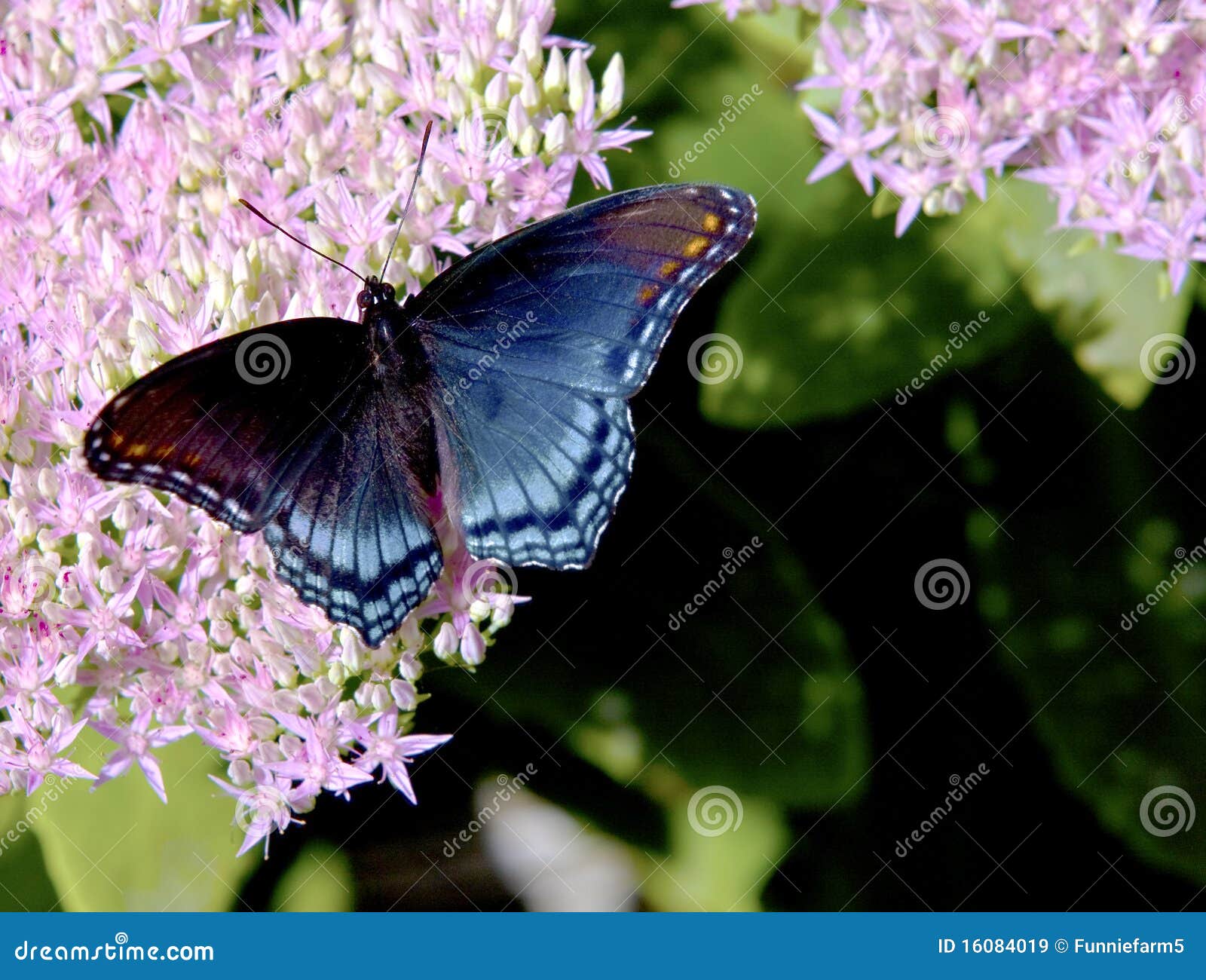 Butterfly feeding stock image. Image of isolated, garden - 16084019
