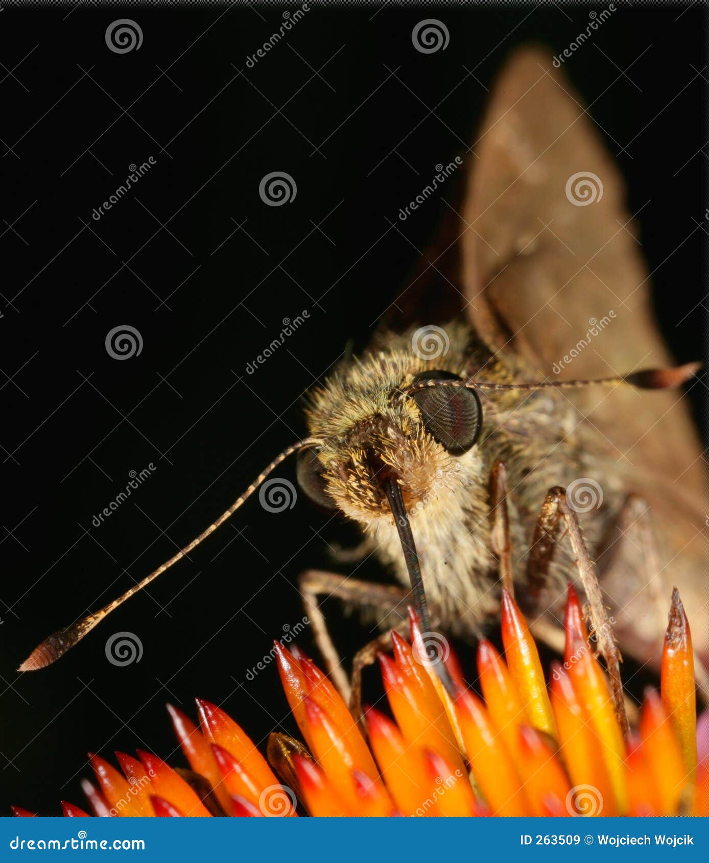 Butterfly feeding stock image. Image of closeup, antennae - 263509
