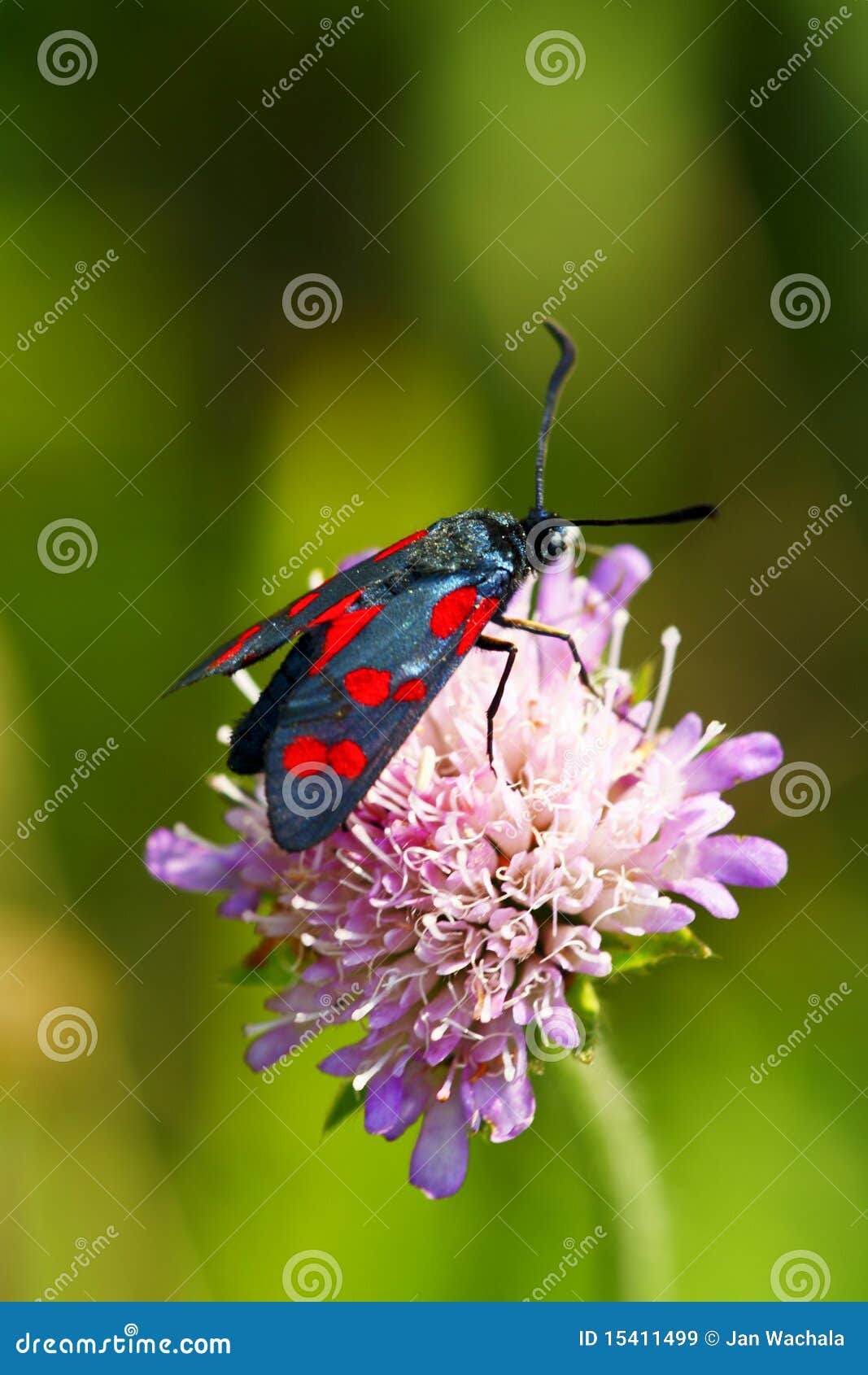 Butterfly Feeding on Flower Stock Image - Image of butterfly, pretty ...