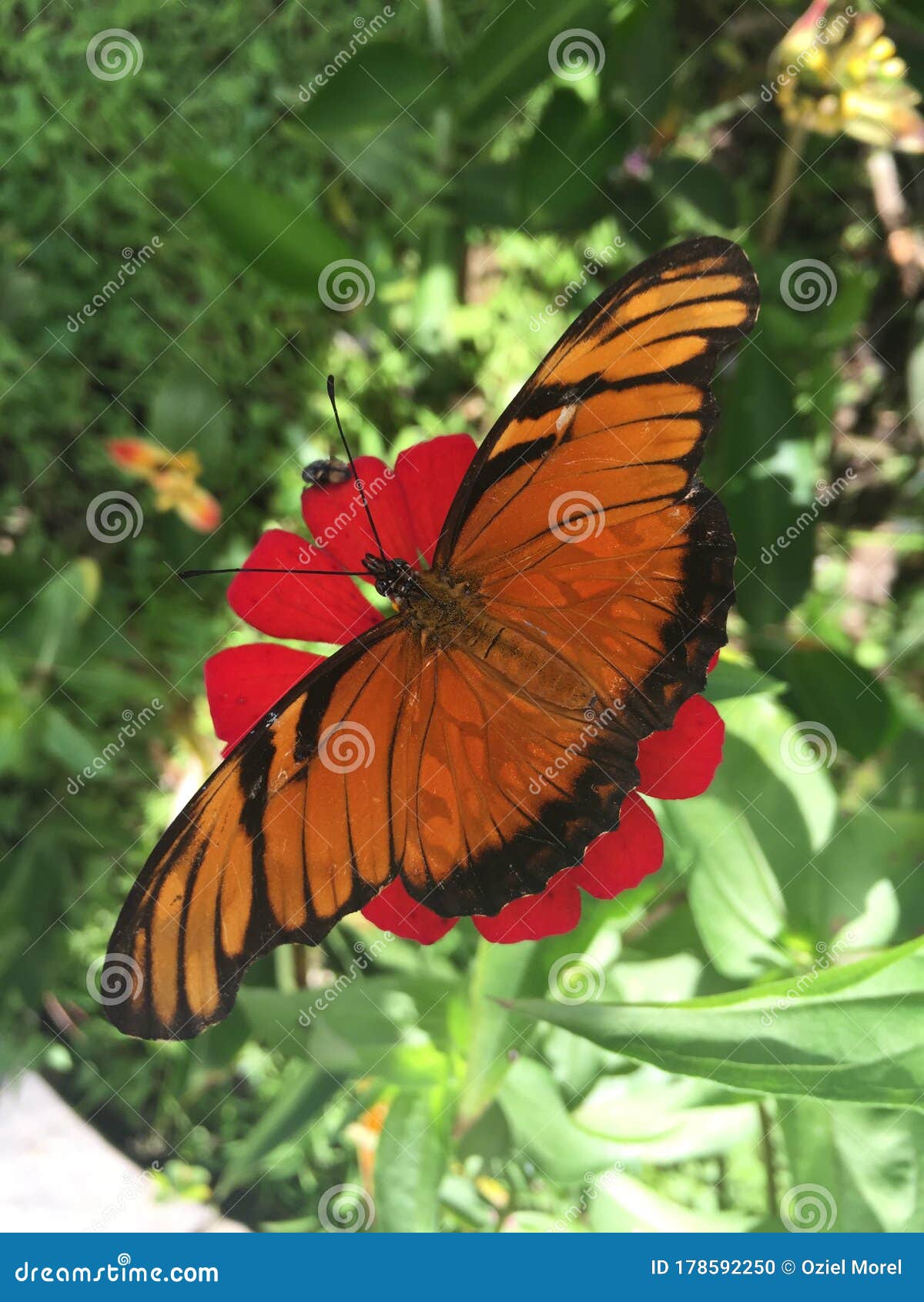 Butterfly Feeding on a Flower Stock Photo - Image of arthropod ...