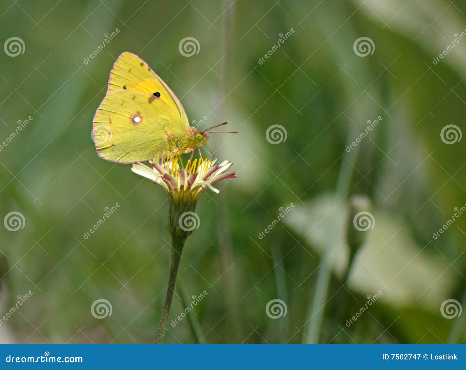 Butterfly Feeding on a Flower Stock Image - Image of monarch, plants ...