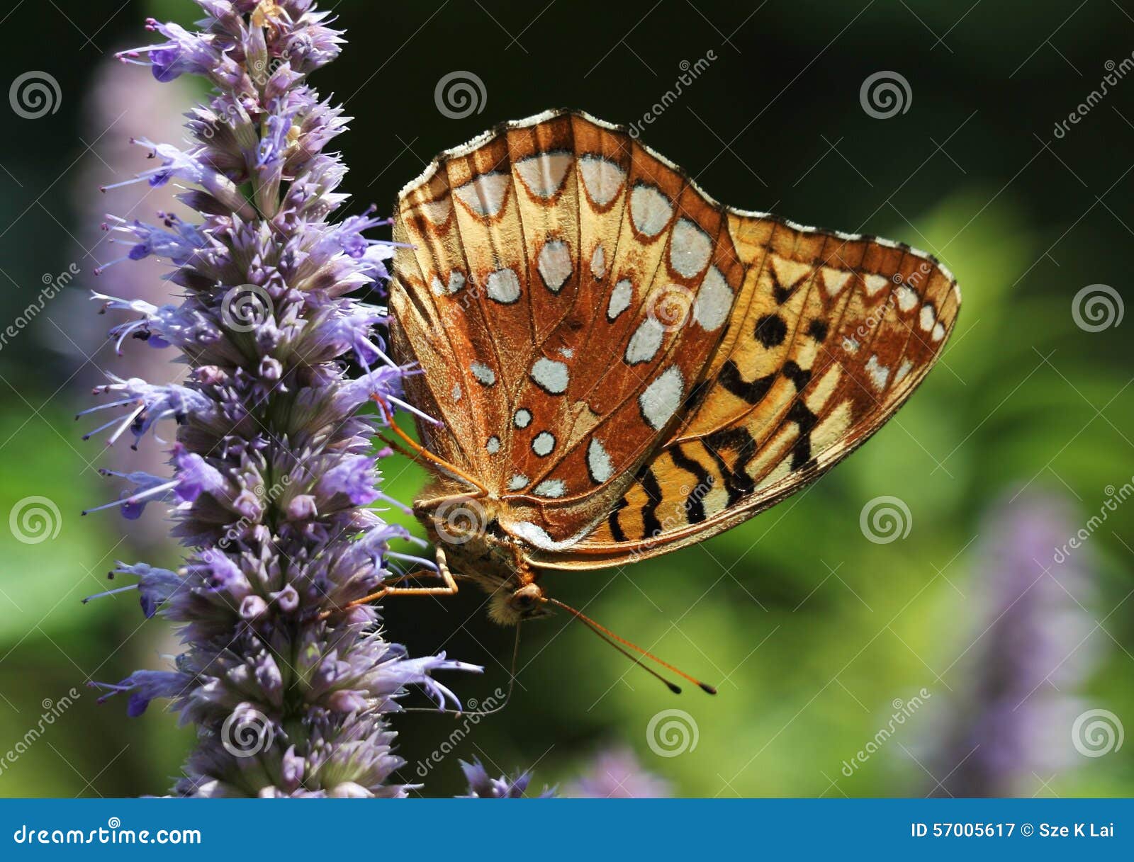 Butterfly Feeding on Flower Stock Image - Image of insect, closeup ...