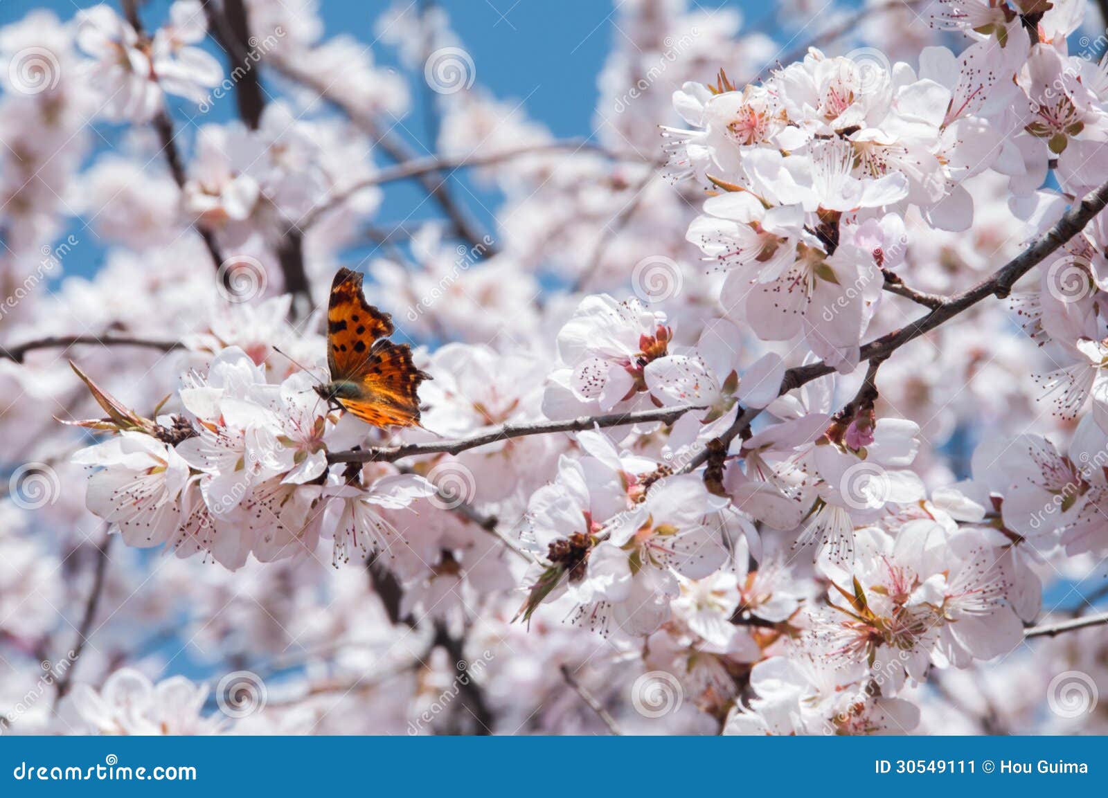 Butterfly Feeding on a Peach Blossom in Early Spring Stock Image ...
