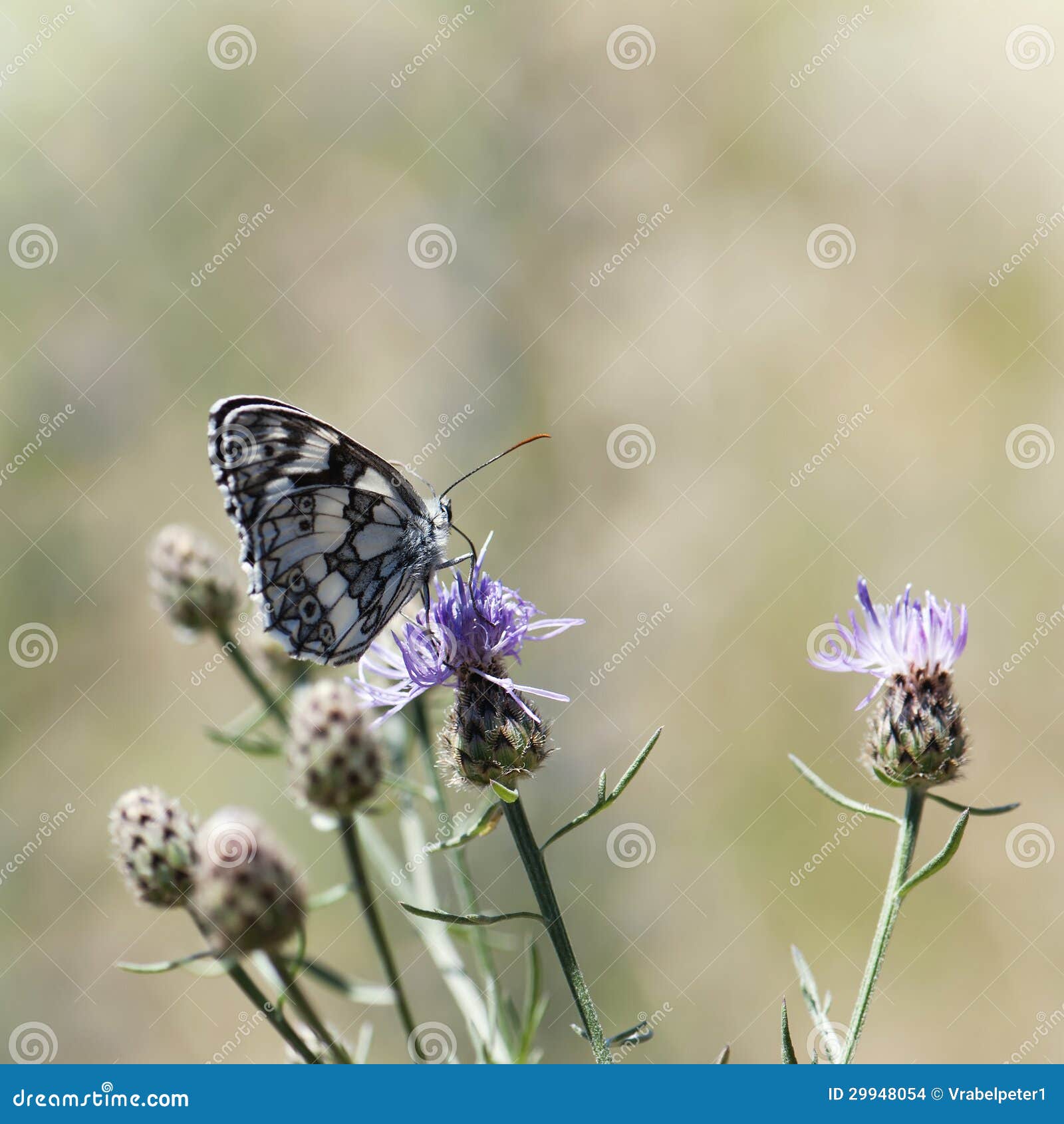 Butterfly Feeding in Flowers Stock Photo - Image of lightness, feed ...